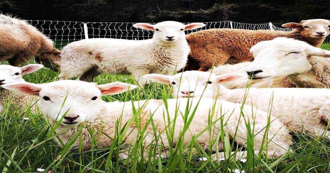 Leaping Lamb Farm Camping | Alsea, OR