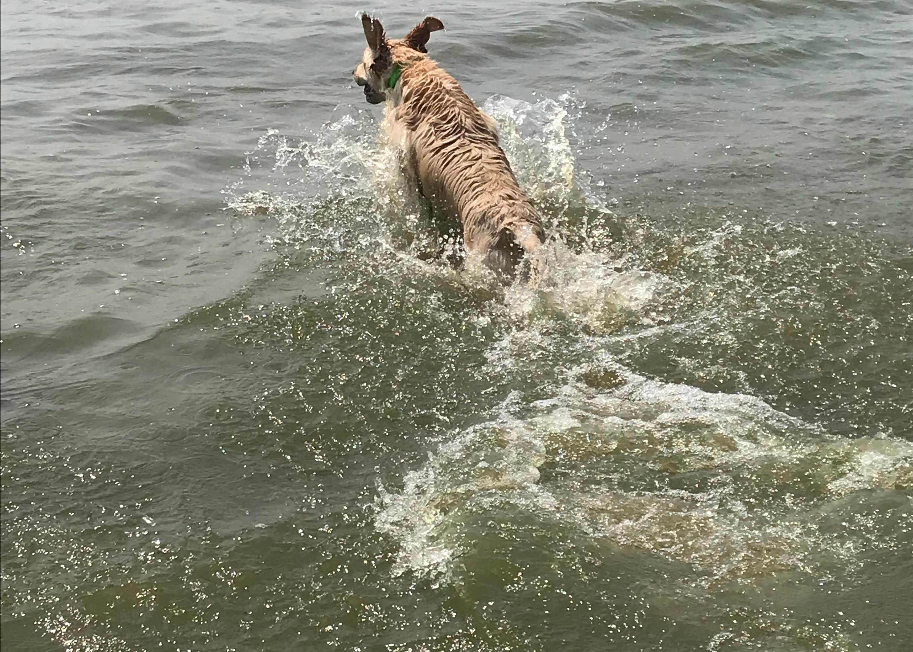 Branched Oak Dam-Site 18 Liebers Point Camping | The Dyrt