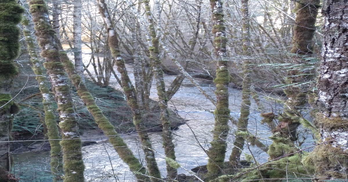 Hubert K McBee Memorial Campground | Alsea, Oregon