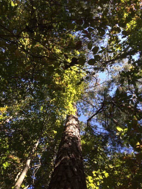 Holly Point — Falls Lake State Recreation Area Camping | Wake Forest, NC