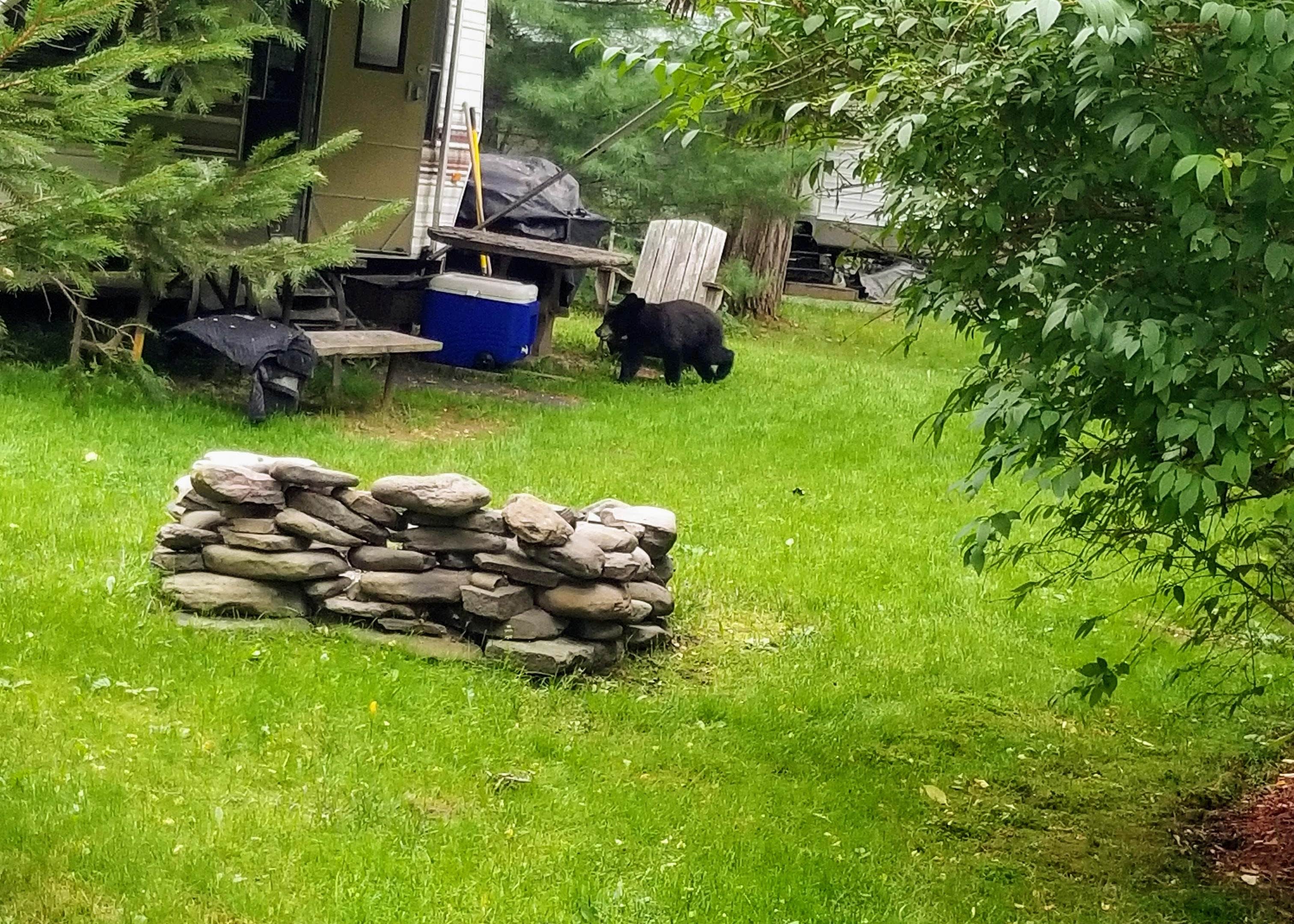 Black Bear Campground Camping | The Dyrt