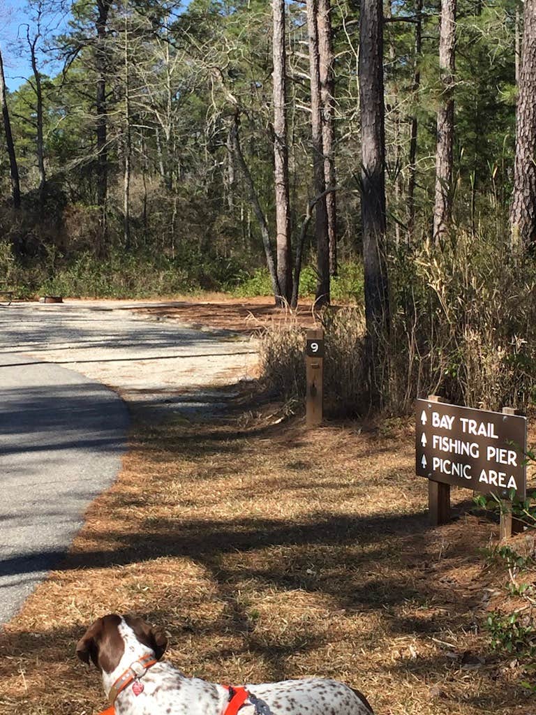 Jones Lake State Park Campground | Elizabethtown, North Carolina