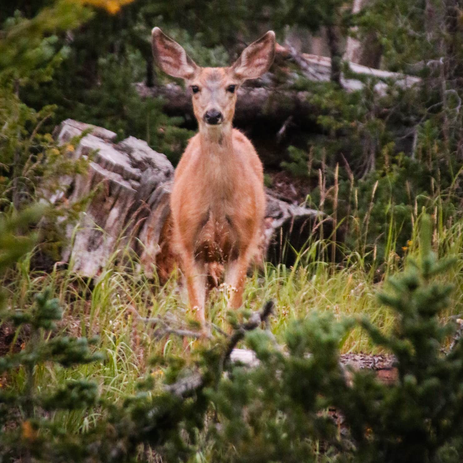 Trial Lake Campground | Kamas, Utah