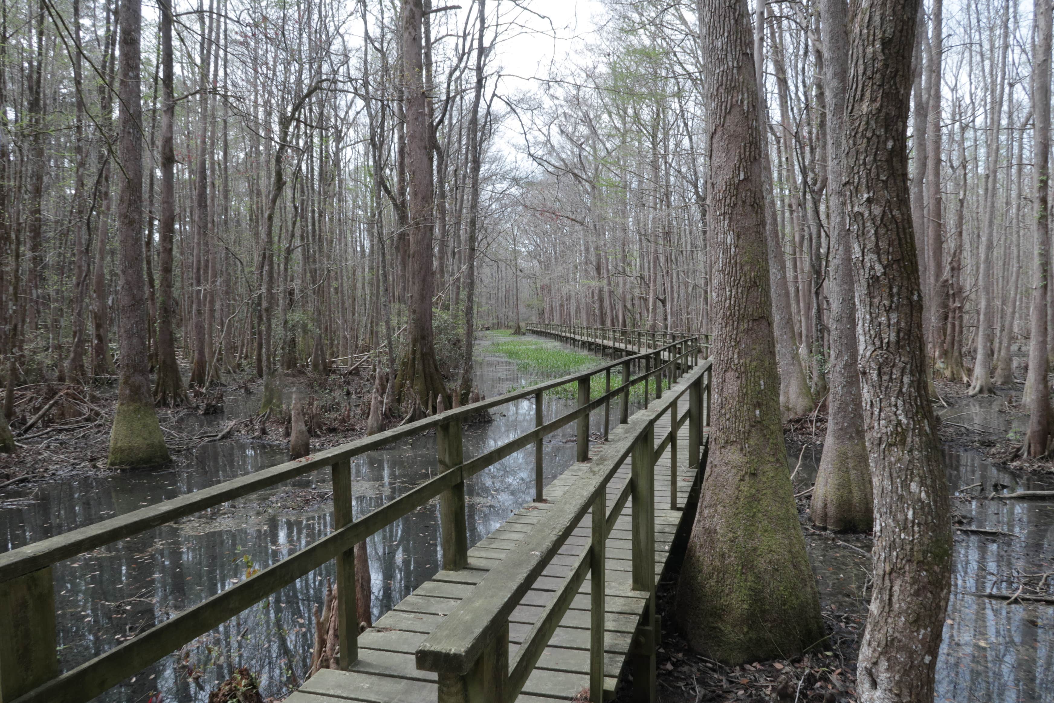 Santee Coastal Reserve | The Dyrt