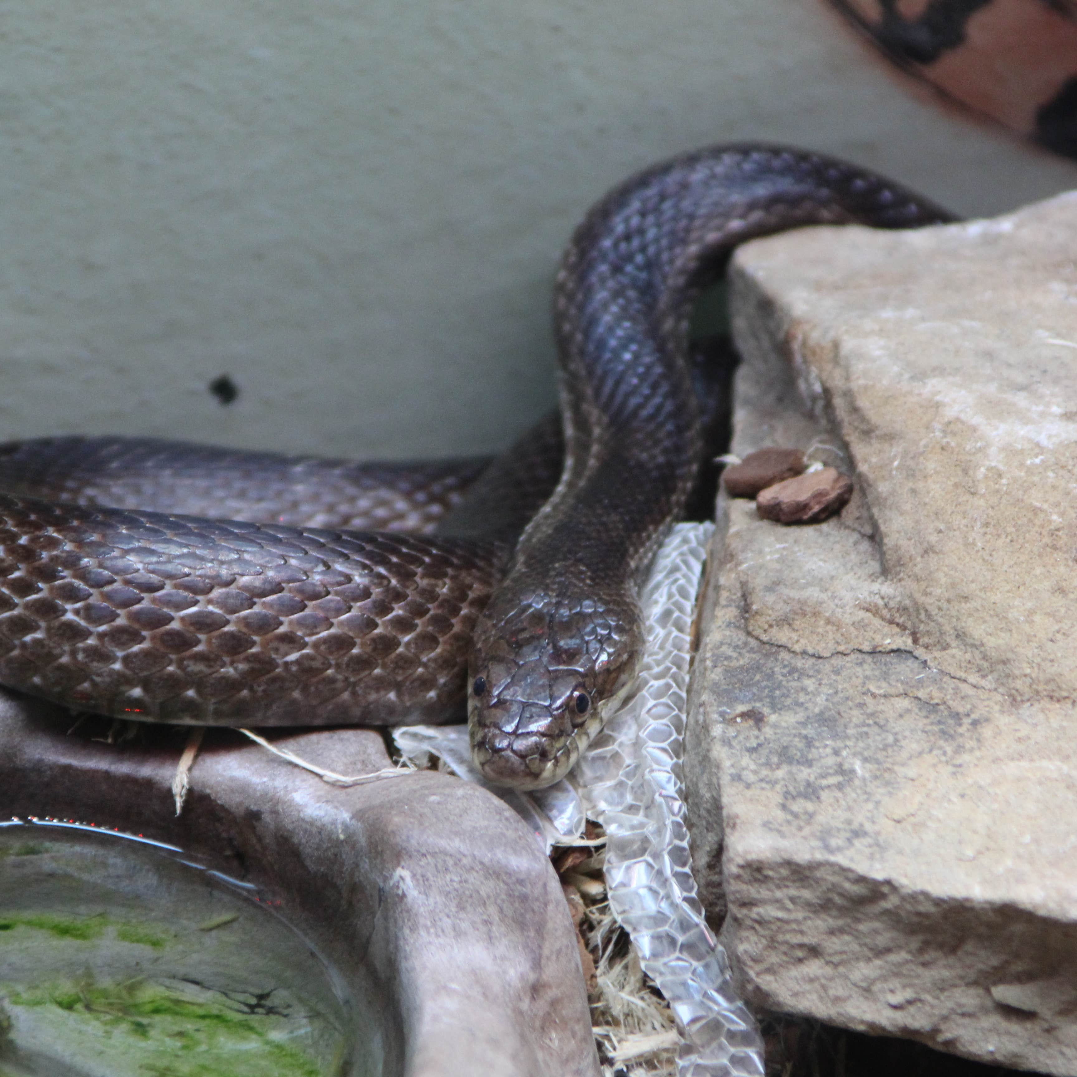 COE Rend Lake North Sandusky Recreation Area Camping | Sesser, Illinois