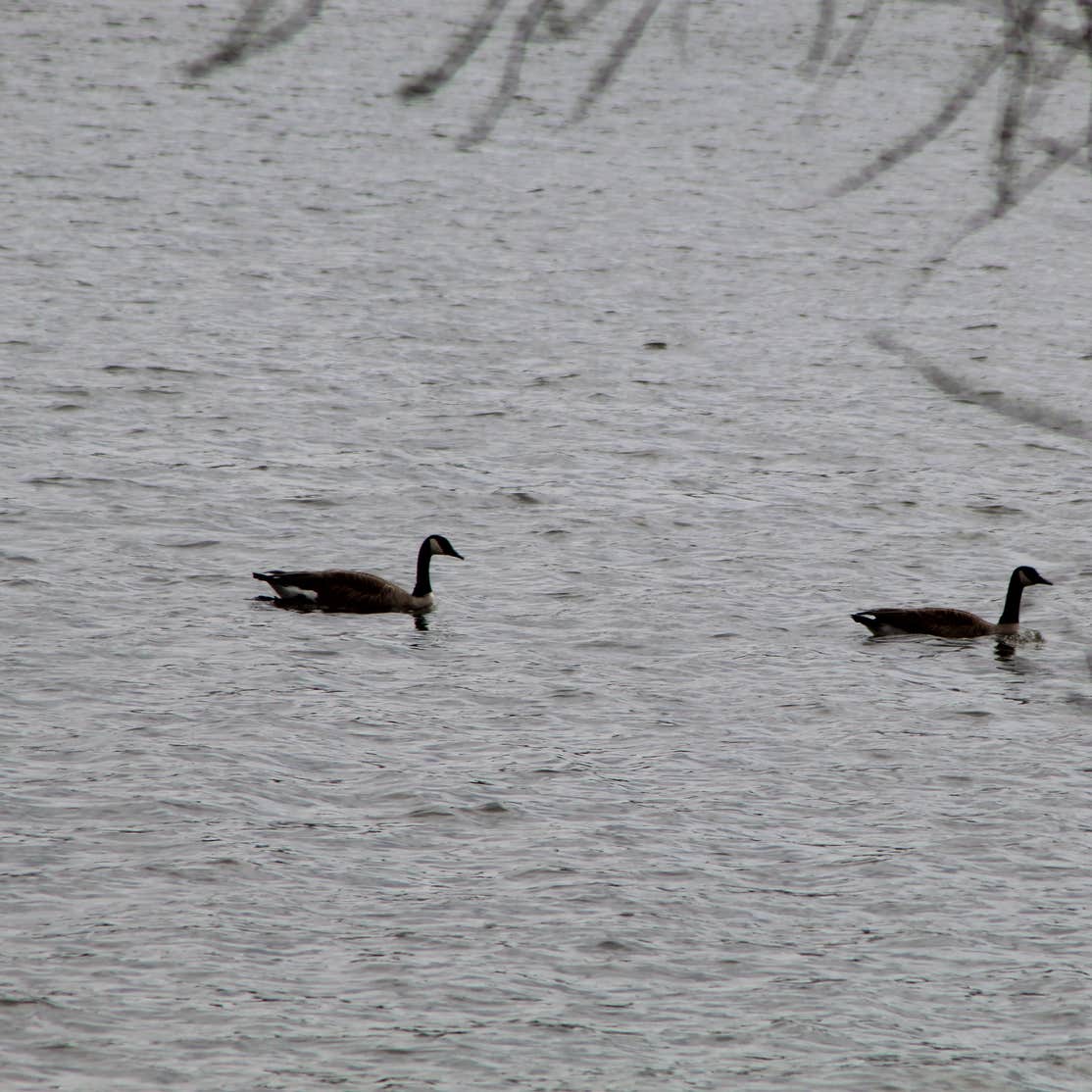 COE Rend Lake North Sandusky Recreation Area Camping | Sesser, Illinois