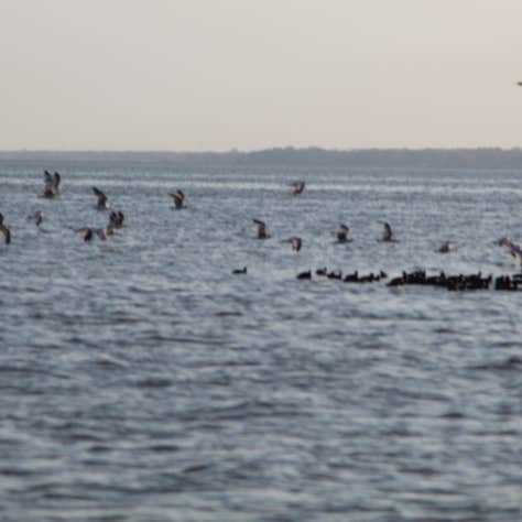 COE Rend Lake North Sandusky Recreation Area Camping | Sesser, Illinois