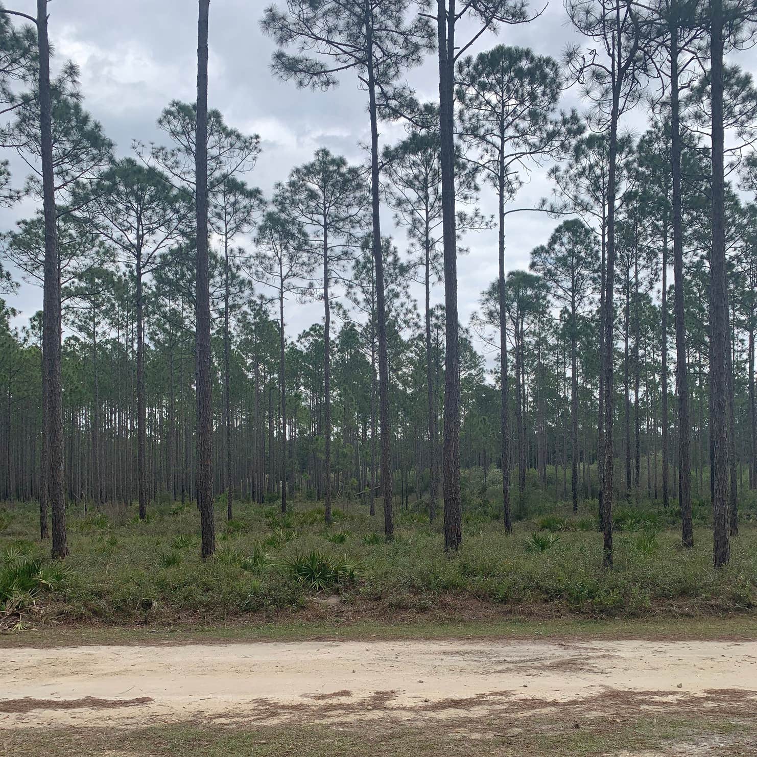 Tate's Hell State Forest Camping | The Dyrt