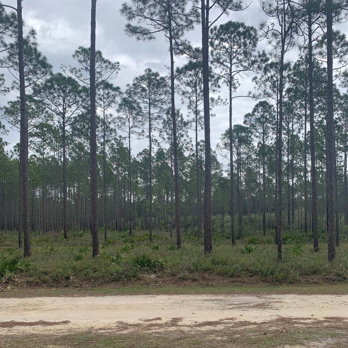 Loop Road Campsite — Tate's Hell State Forest Womack Creek Primitive ...