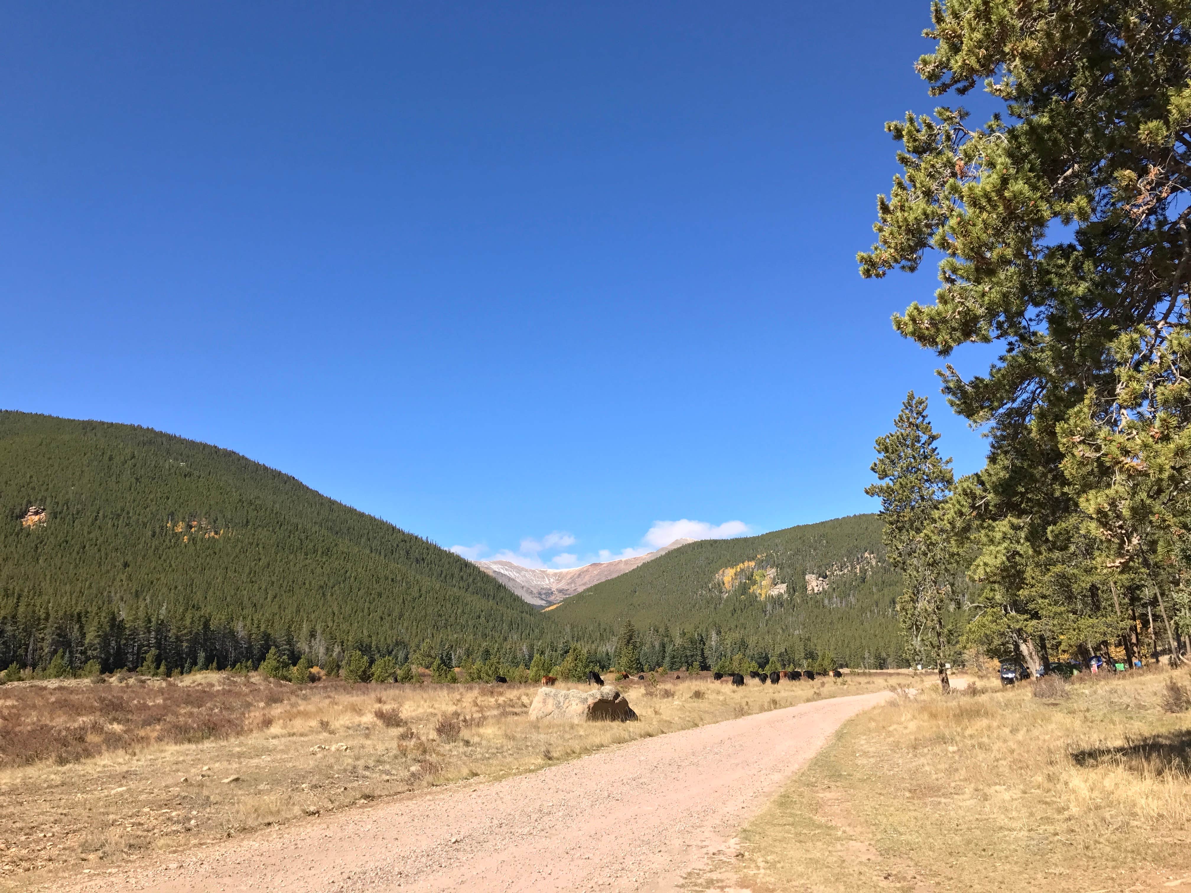 Bruno Gulch Dispersed Camping | Grant, CO