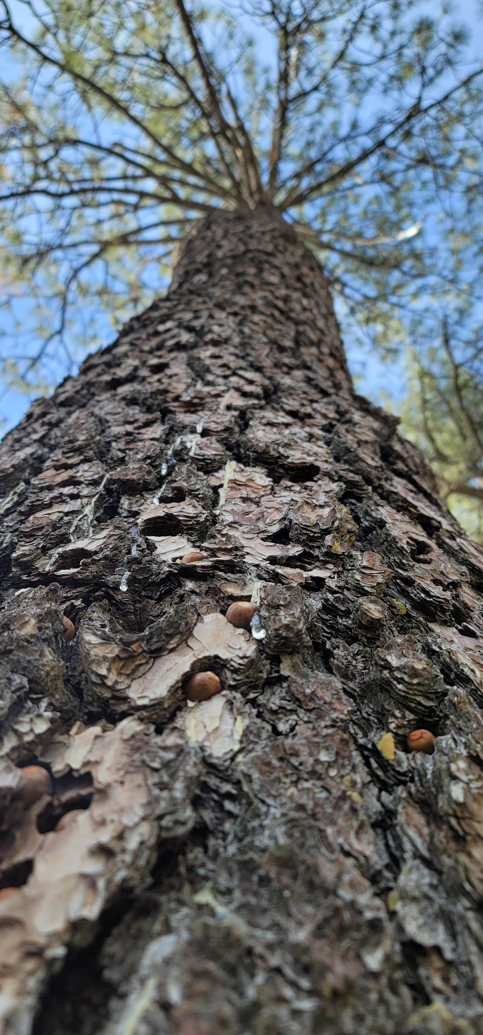 Paso Picacho Campground — Cuyamaca Rancho State Park | Julian, CA
