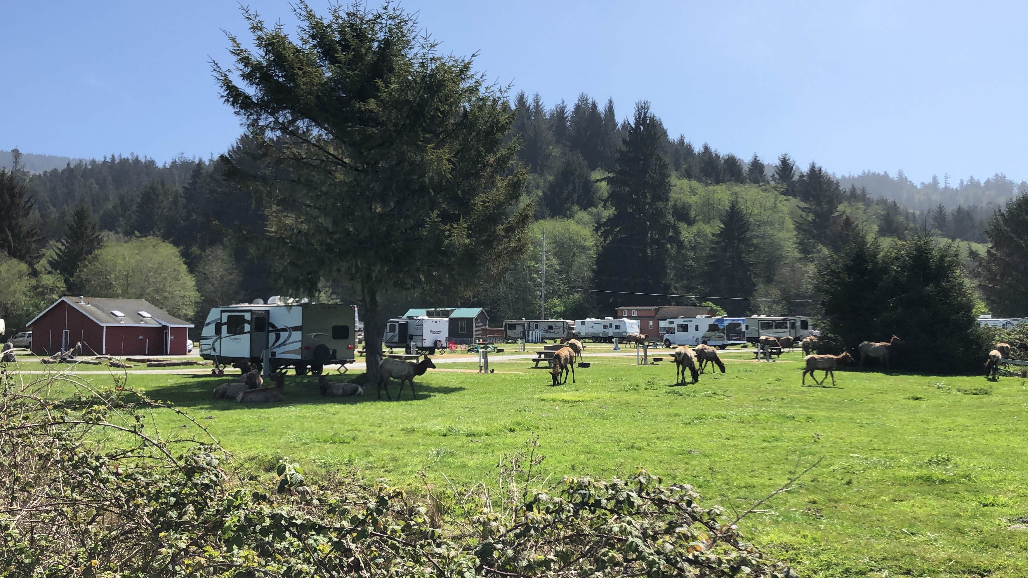 Elk Country RV Resort & Campground | Trinidad, CA