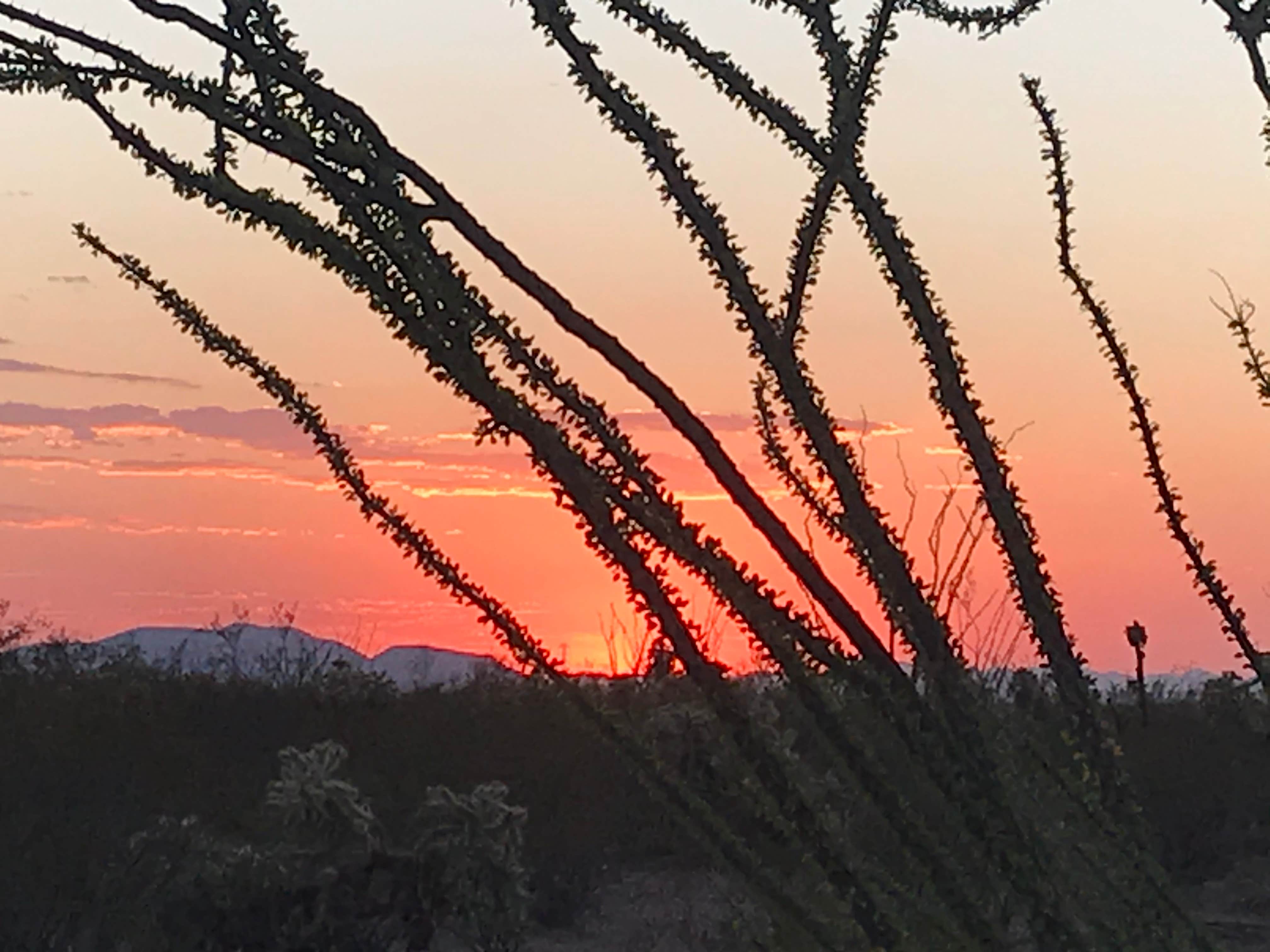 Cactus Country RV Park - 55+ | Tucson, AZ