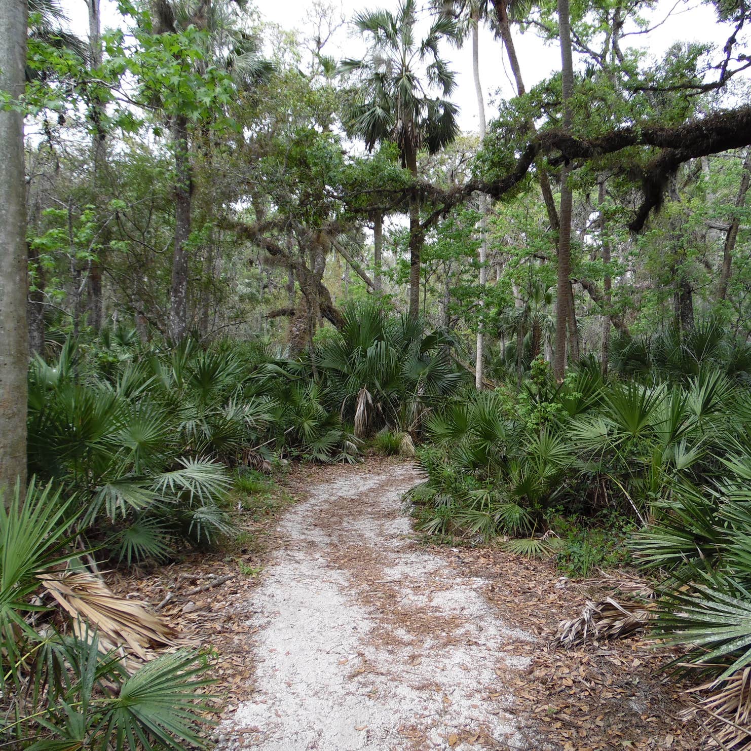 Black Bear Wilderness Area Camping | DeBary, Florida