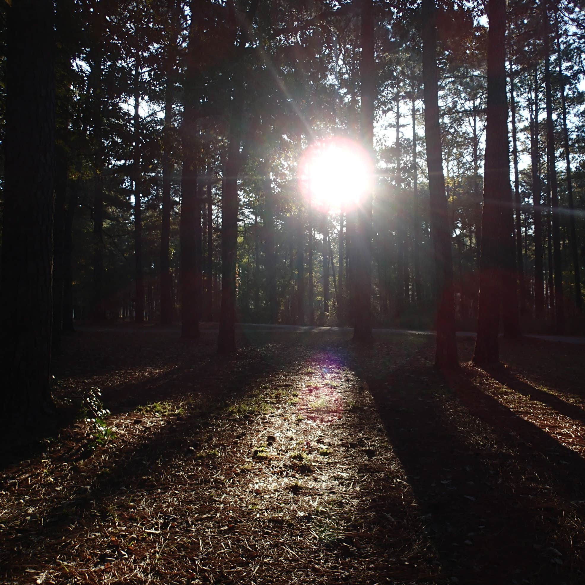 Stuart Lake NF Campground | Bentley, Louisiana