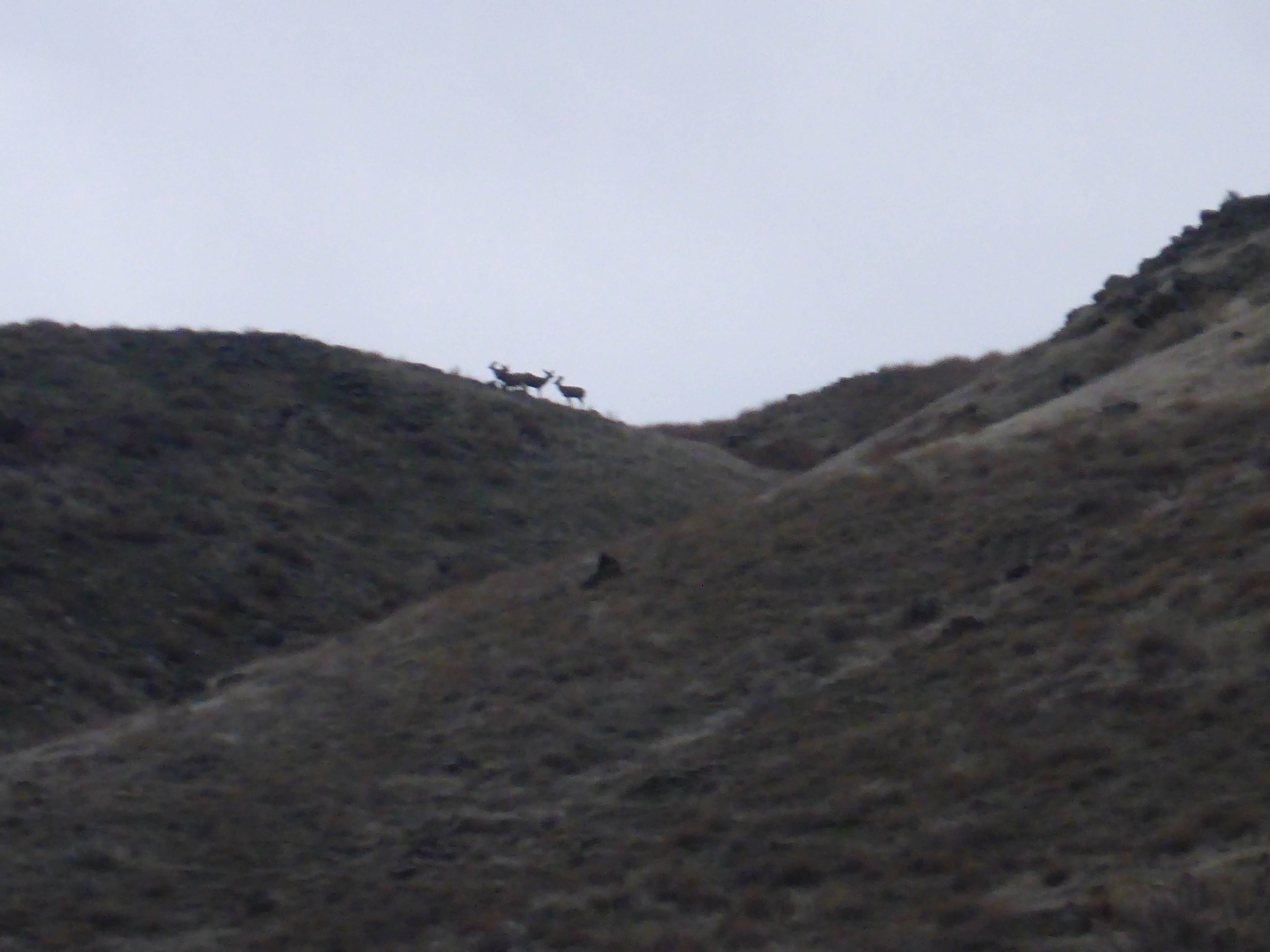 Cove at CJ Strike Reservoir - BLM Camping | Grand View, ID