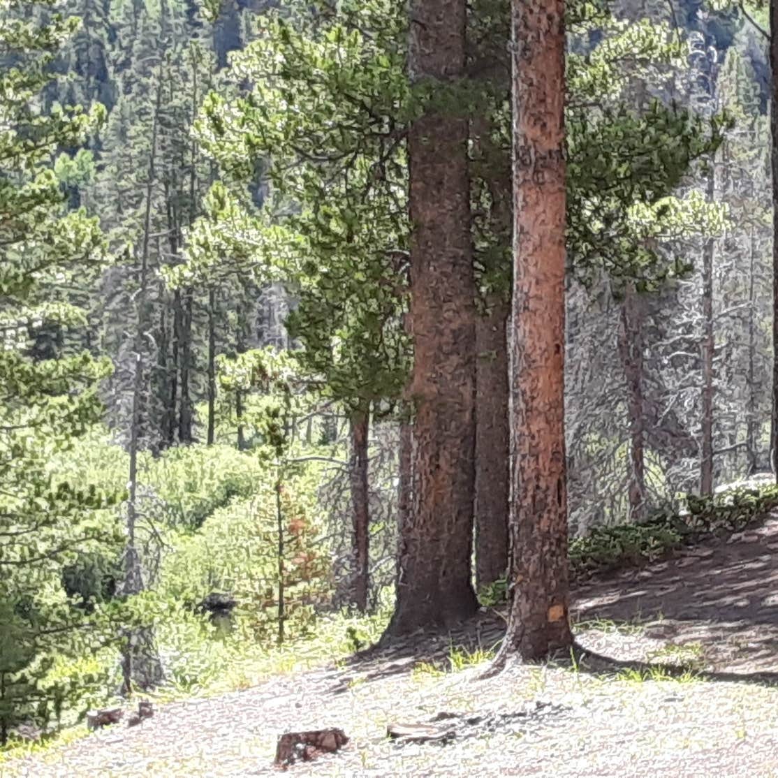 Homestake Road Dispersed - CO Camping | Red Cliff, Colorado