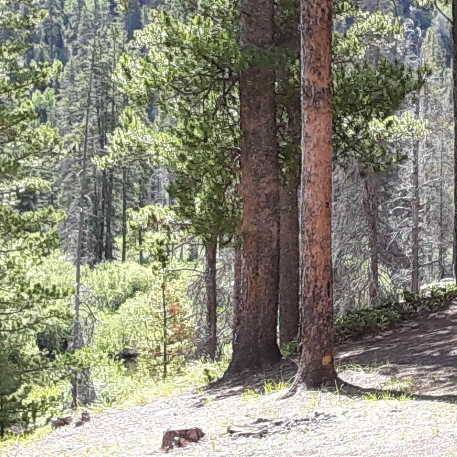 Homestake Road Dispersed - CO Camping | Red Cliff, Colorado