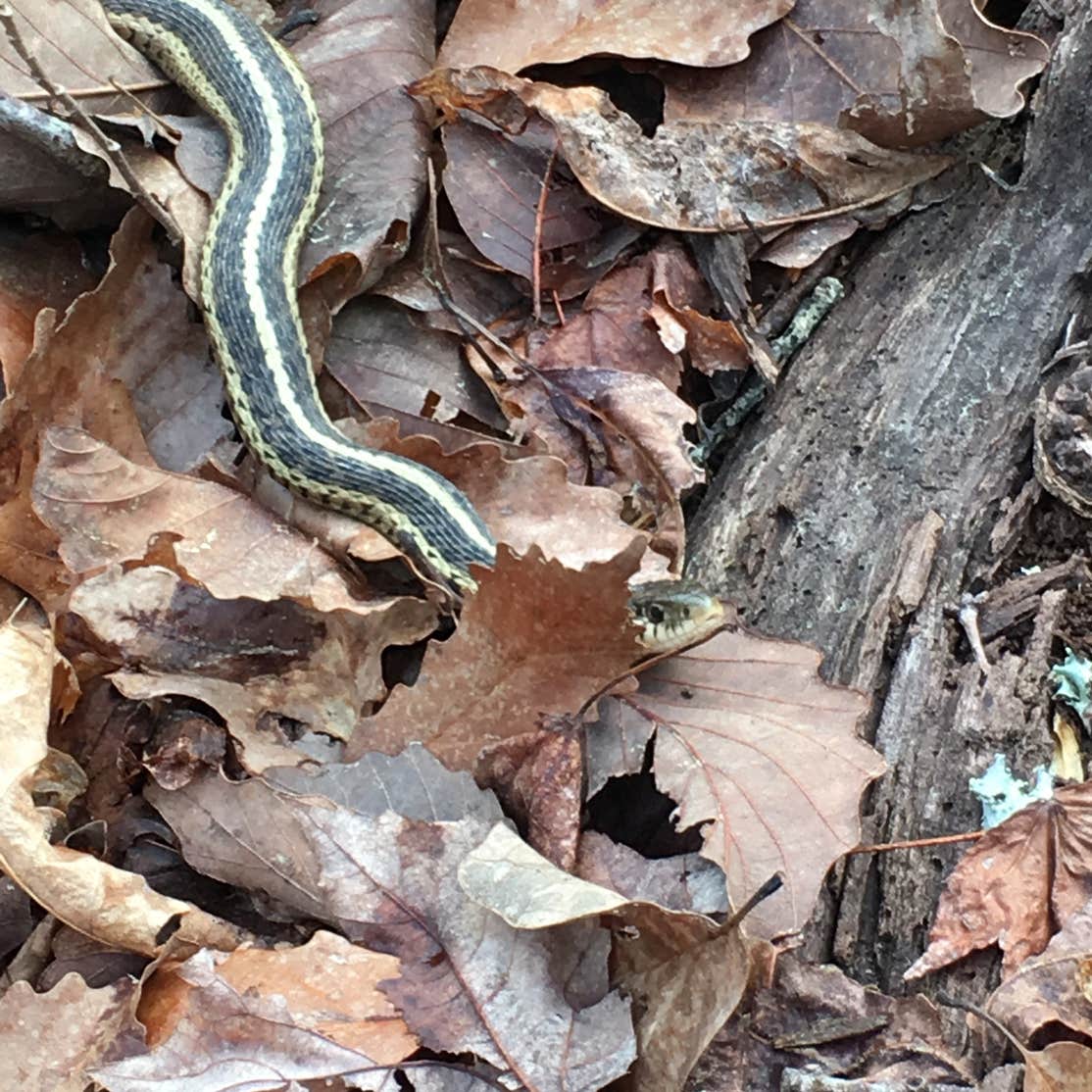 Skyway Loop Campgrounds near Southern Trailhead | Munford, Alabama
