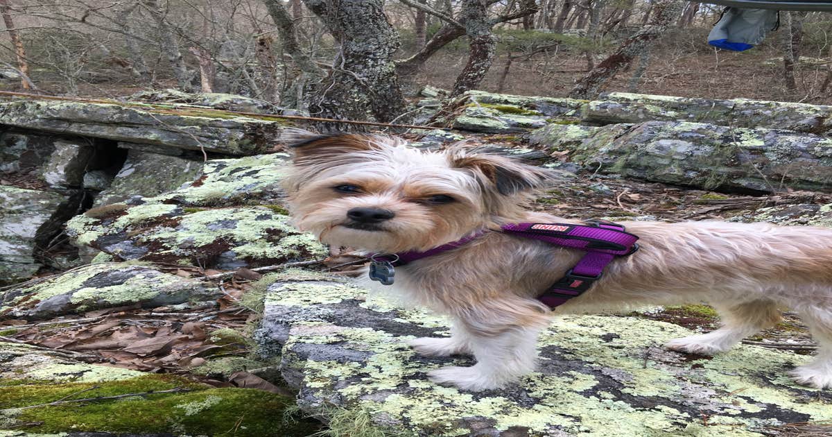Skyway Loop Trail Turn Campground | Lineville, Alabama