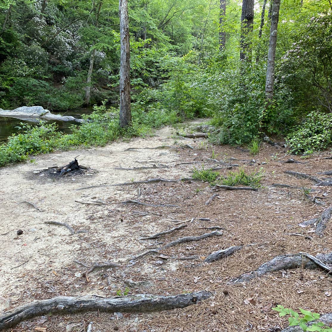 Riverside Skyway Loop Backcountry Site Camping | Munford, Alabama