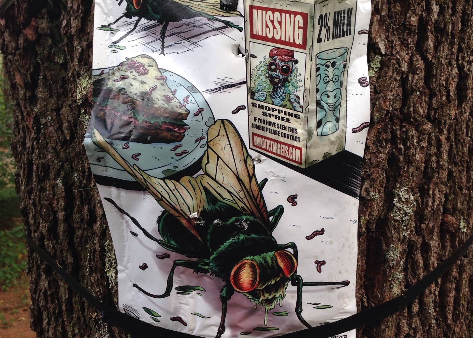 Myles Standish State Forest Camping | The Dyrt