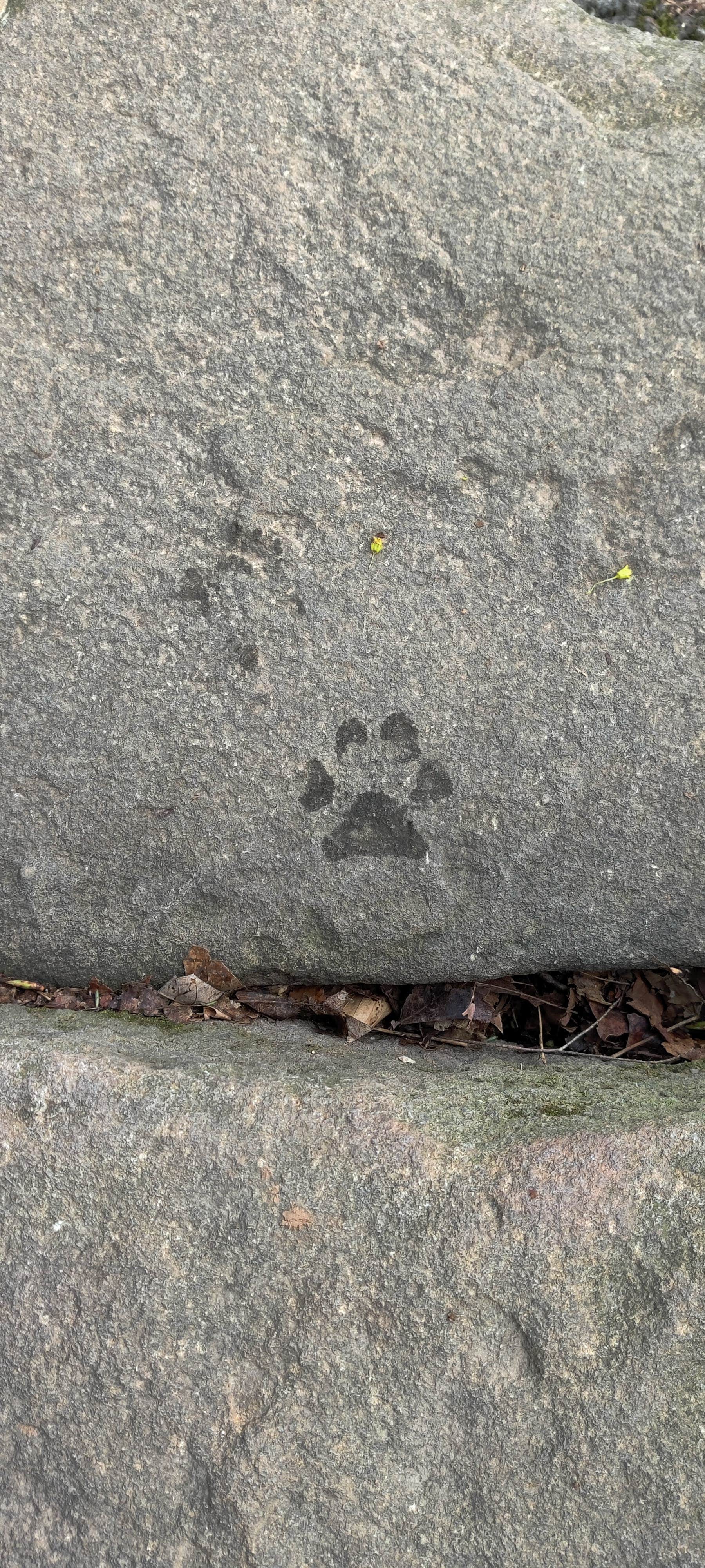 Giant Ledge Primitive Camp | Big Indian, NY