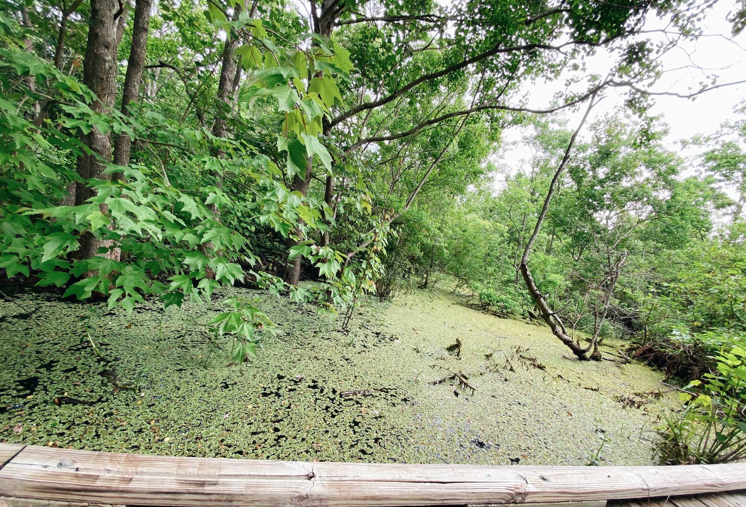 Bayou Segnette | The Dyrt