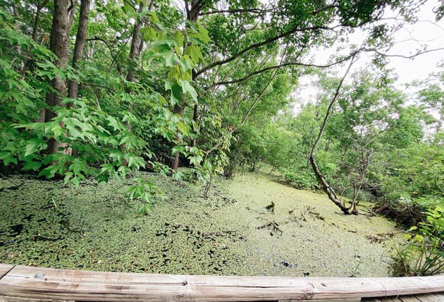 Bayou Segnette | The Dyrt