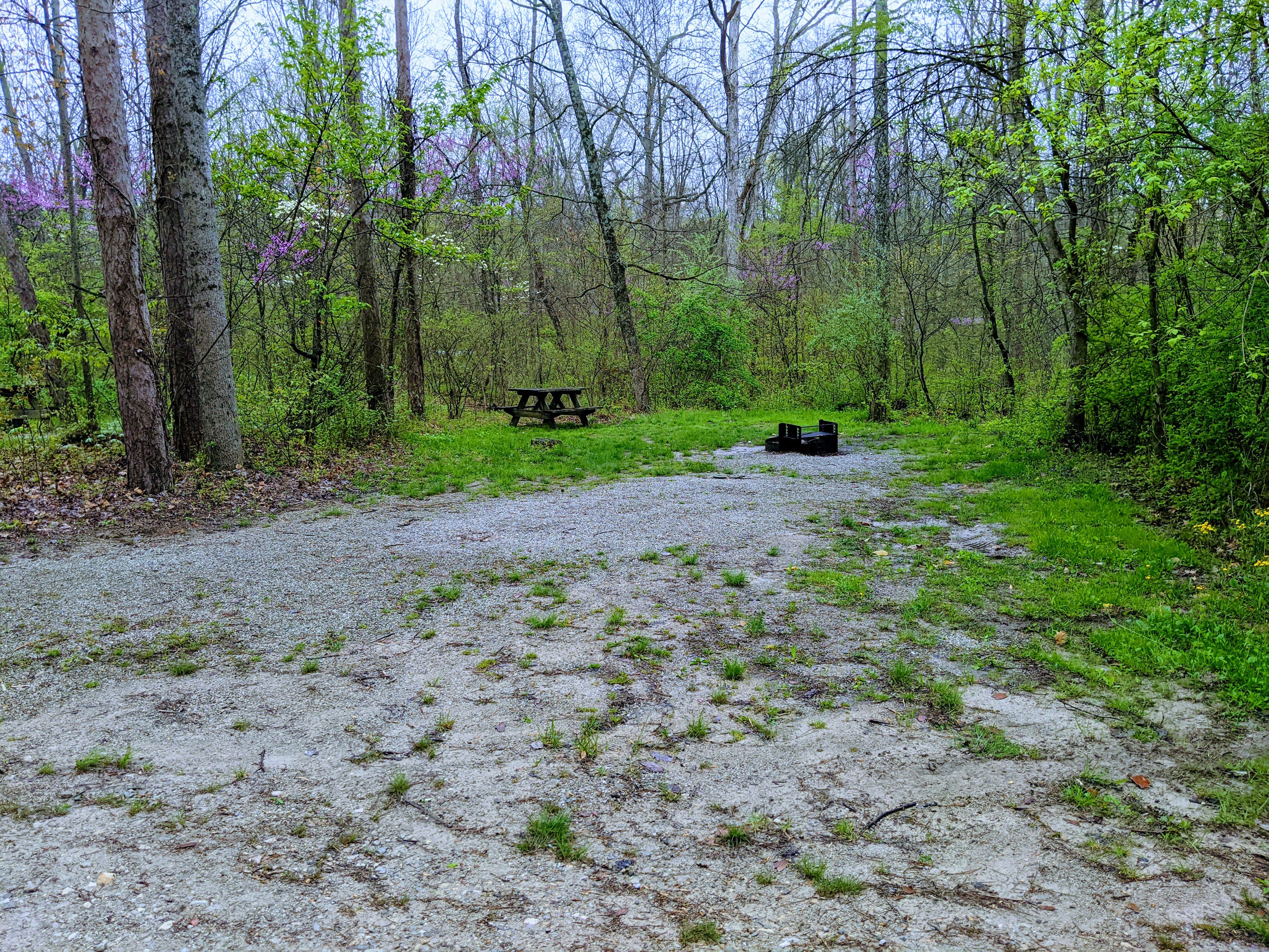 Yellowwood State Forest | The Dyrt