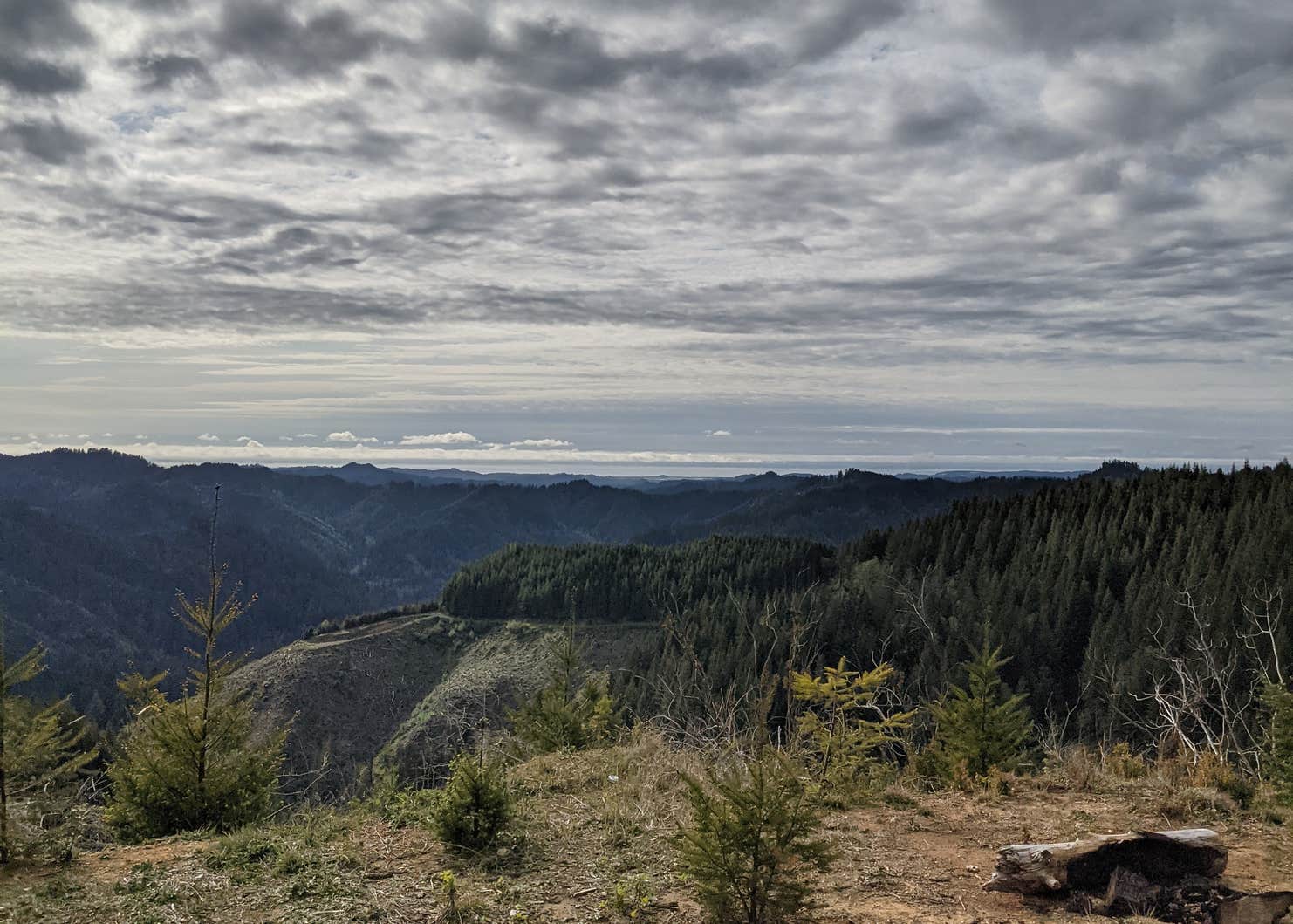 Elliott State Forest Dispersed Camping | The Dyrt
