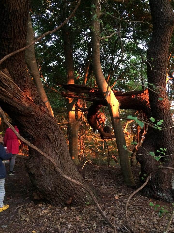 Kiptopeke State Park Campground | Cape Charles, VA