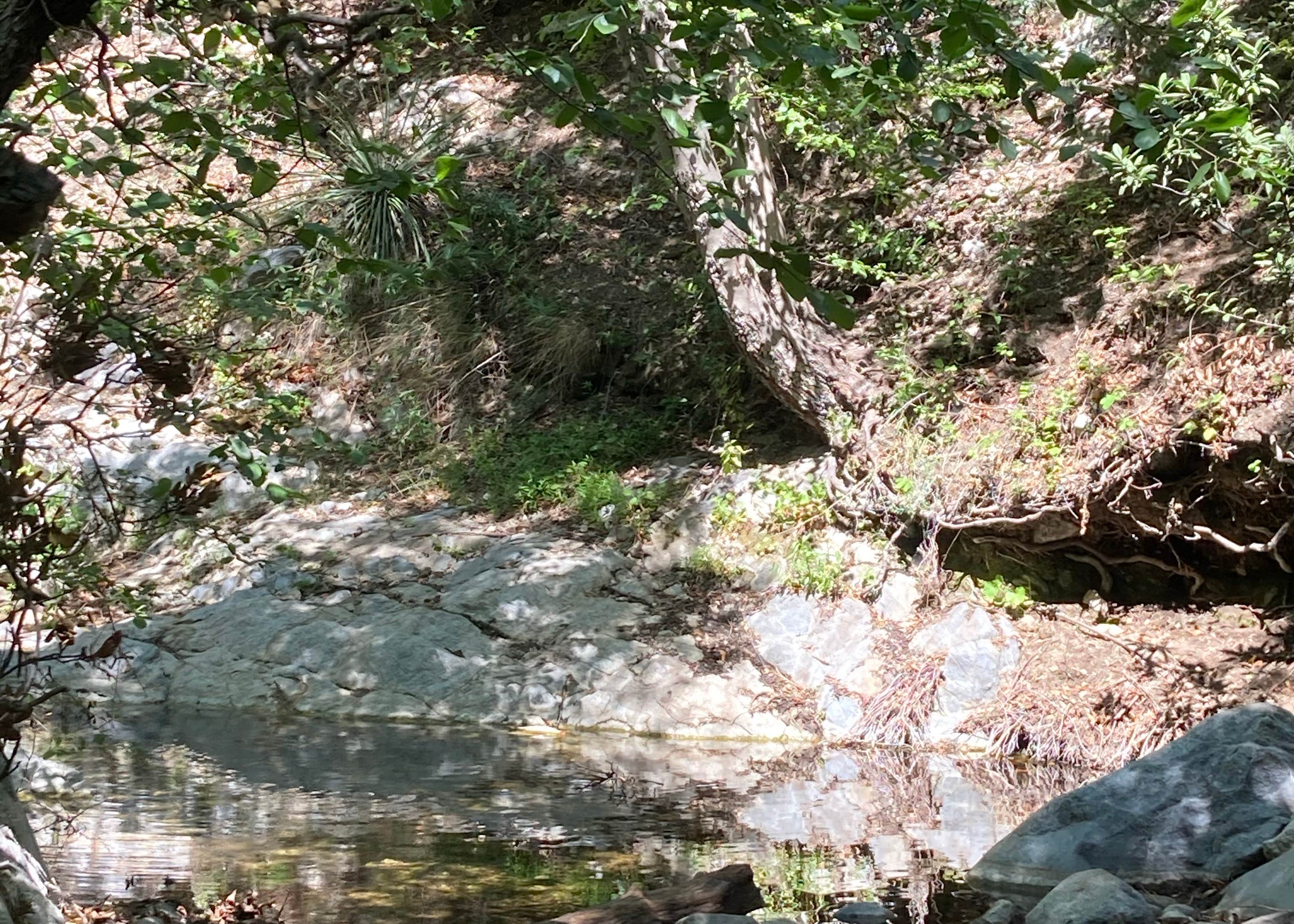 Bear Canyon Campground Camping | The Dyrt