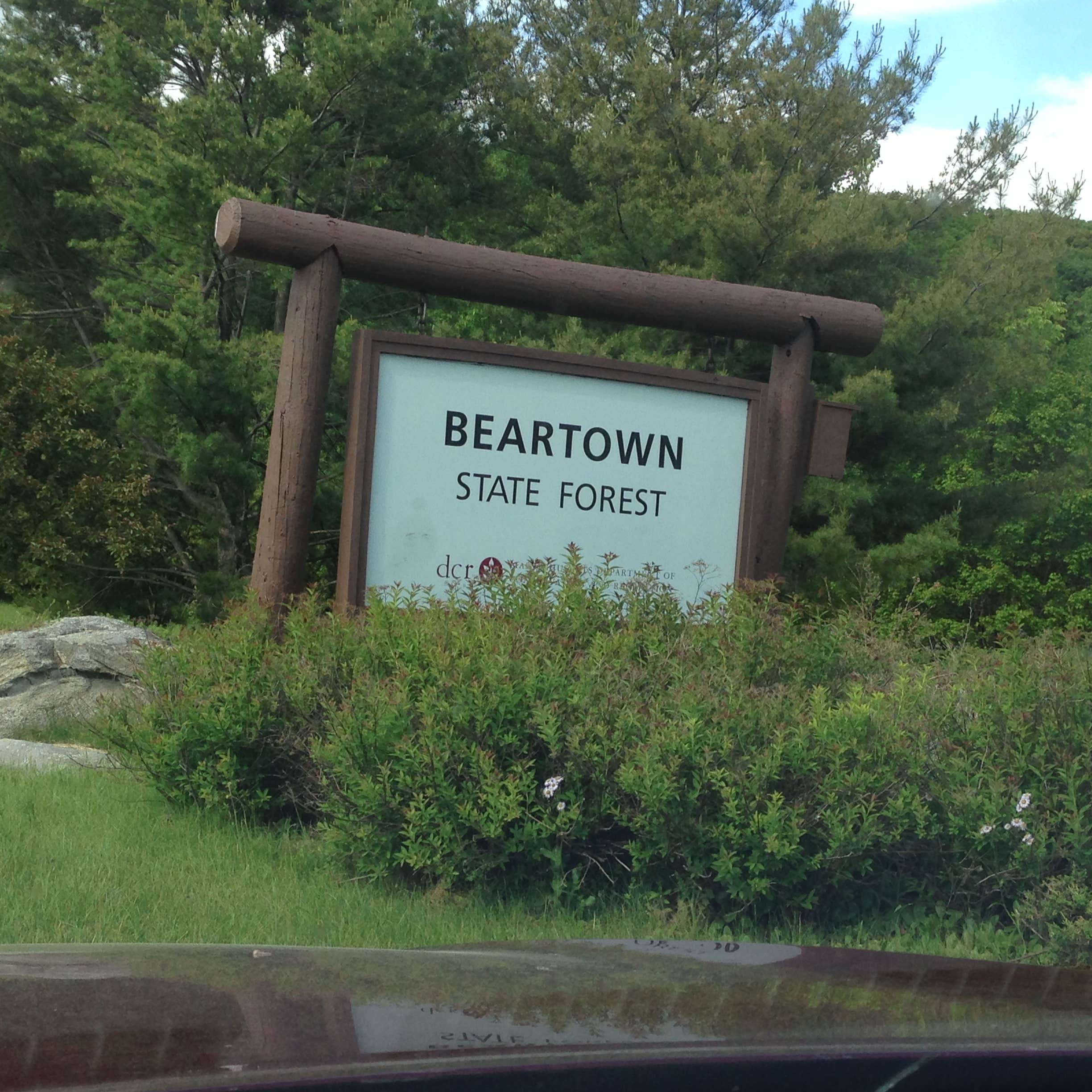 Beartown State Forest Camping | The Dyrt