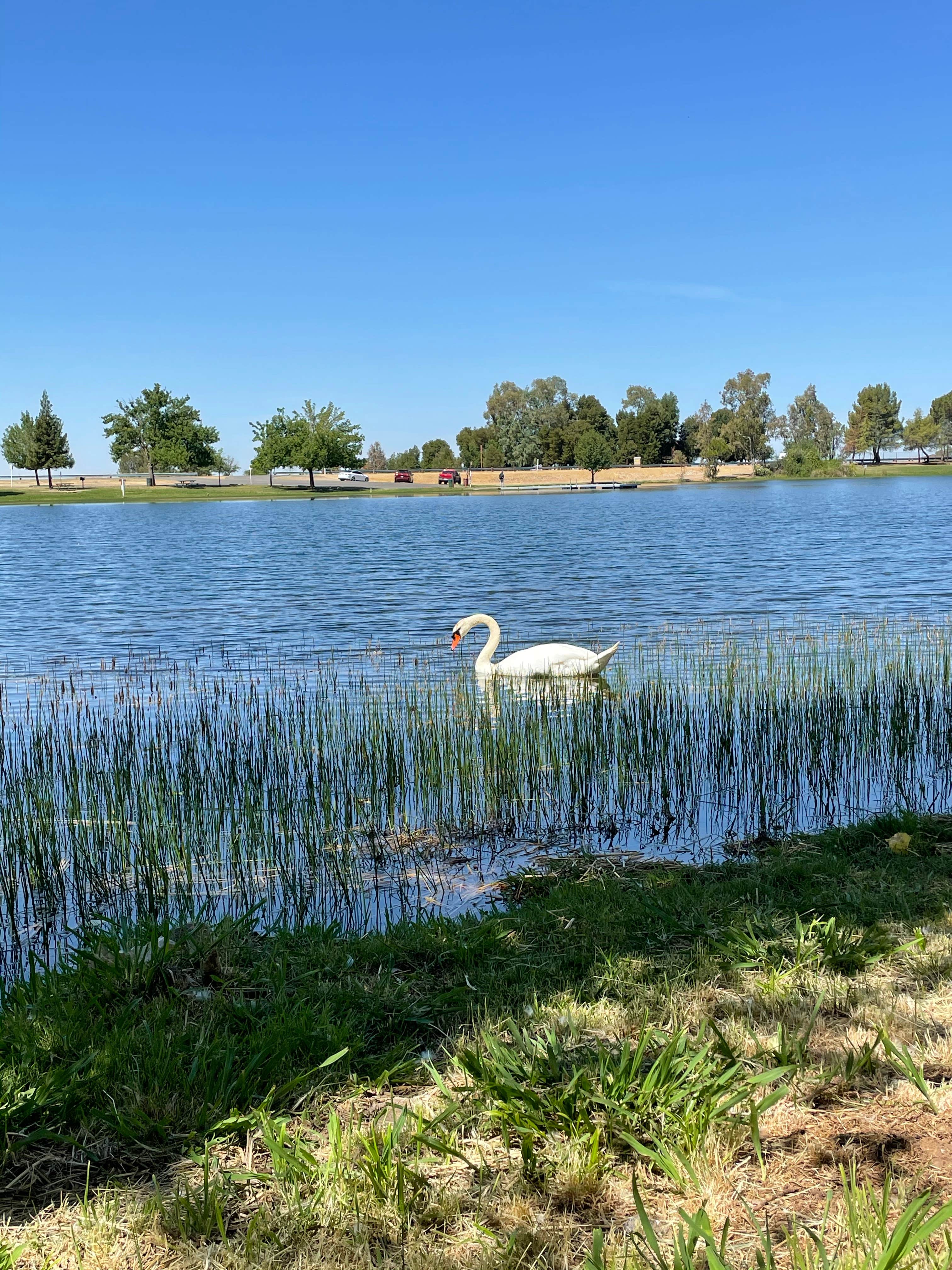 Rancho Seco Recreation Area | The Dyrt