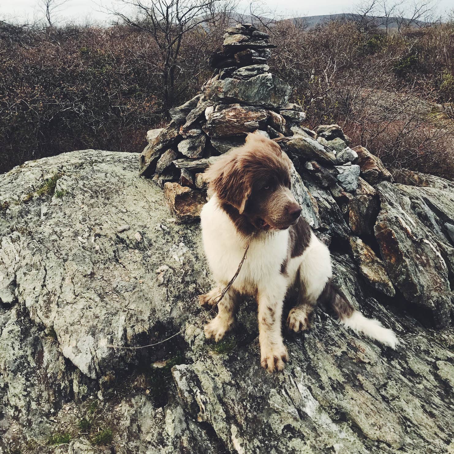 Laurel Ridge Camping | The Dyrt