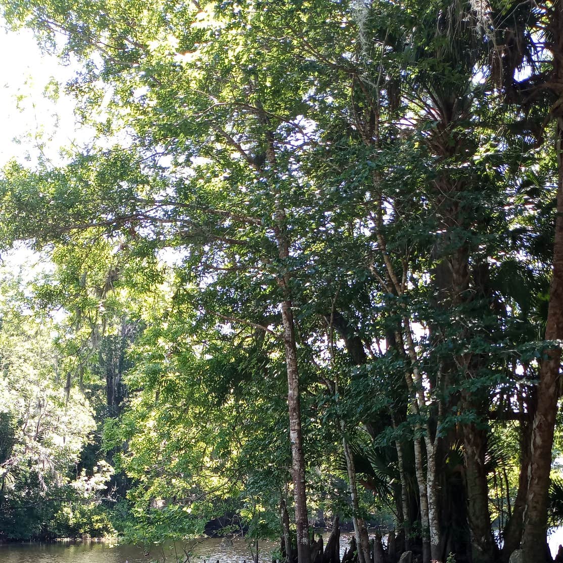 Potts Preserve - River Primitive Campground (North Hooty Point Road ...