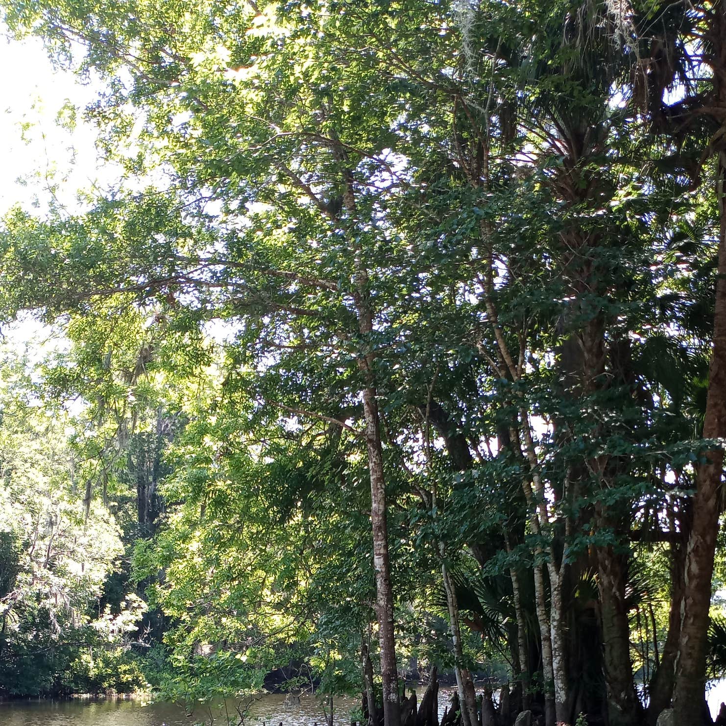 Potts Preserve - River Primitive Campground (North Hooty Point Road ...