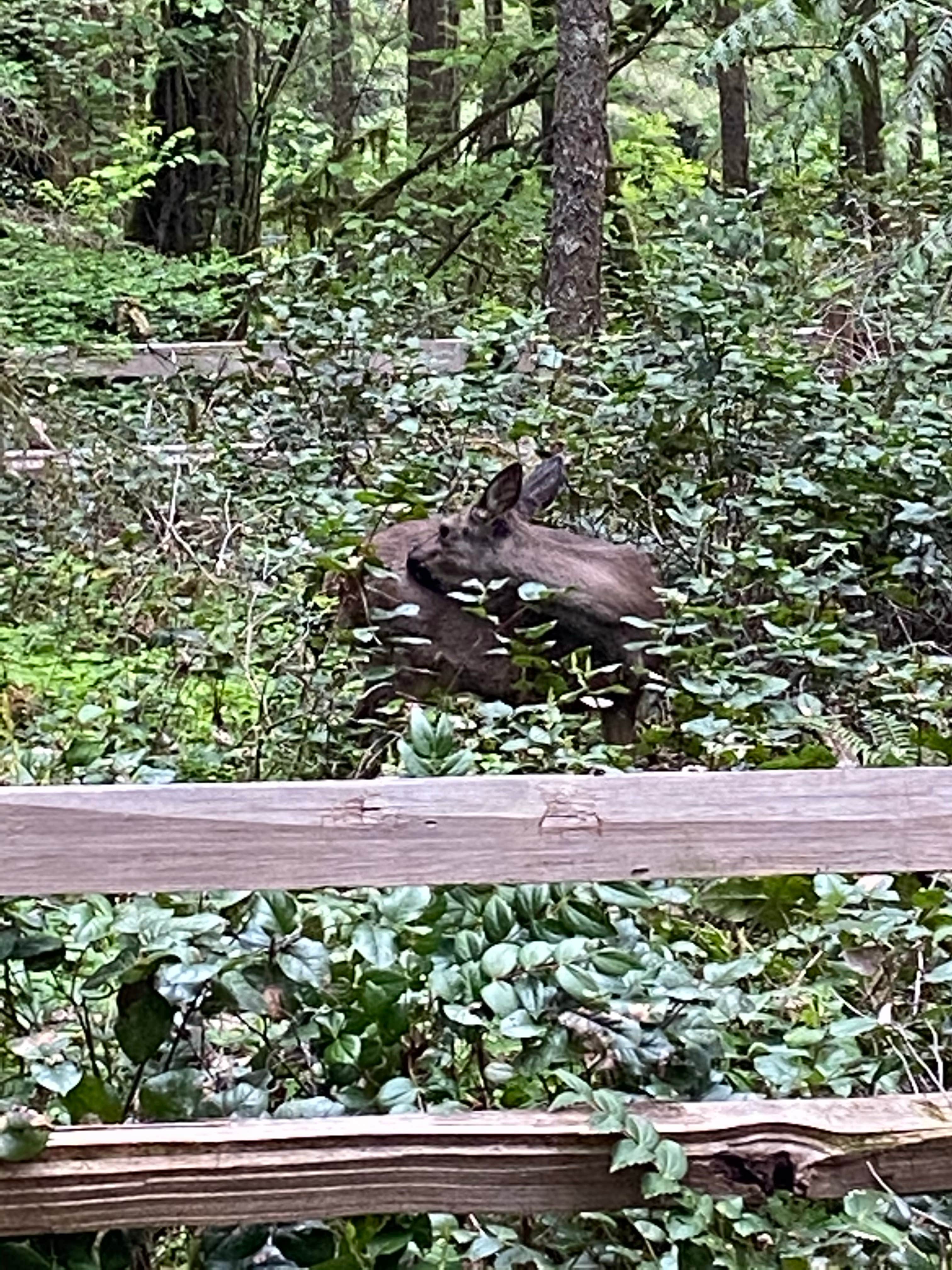 Oxbow Regional Park | The Dyrt