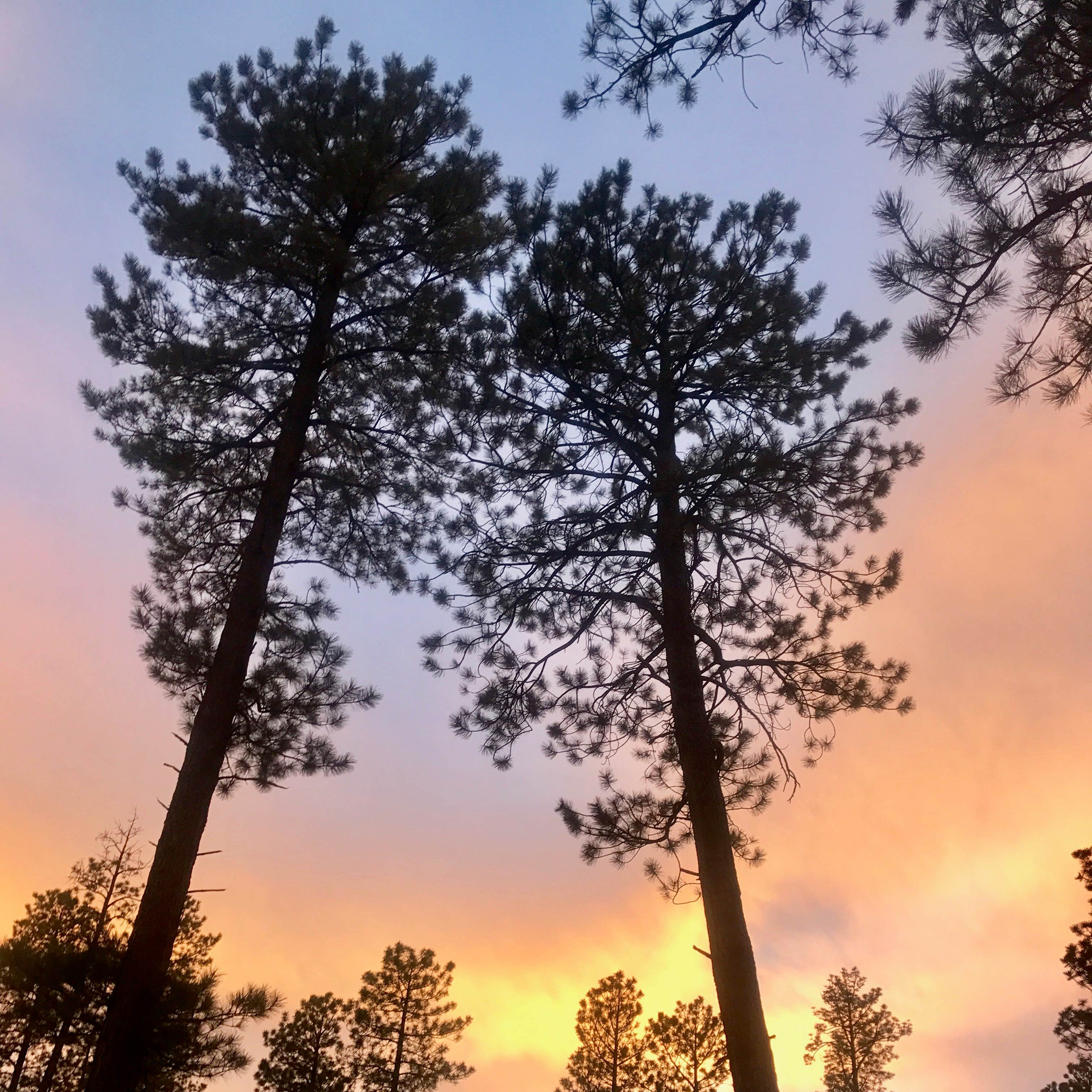 Jacob Lake Campground - Kaibab National Forest Camping | The Dyrt