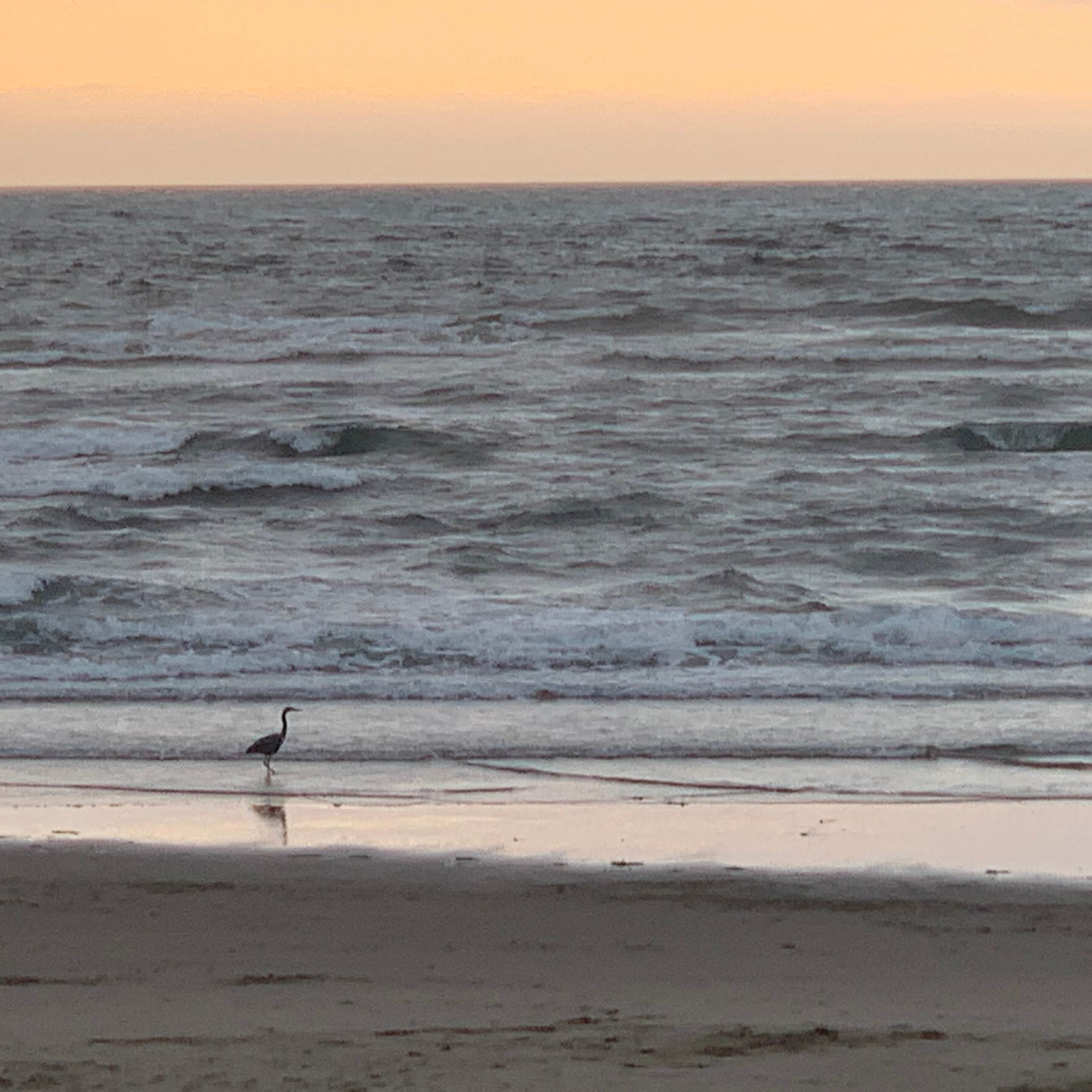 Oceanside Beachfront RV Resort | Coos Bay, Oregon