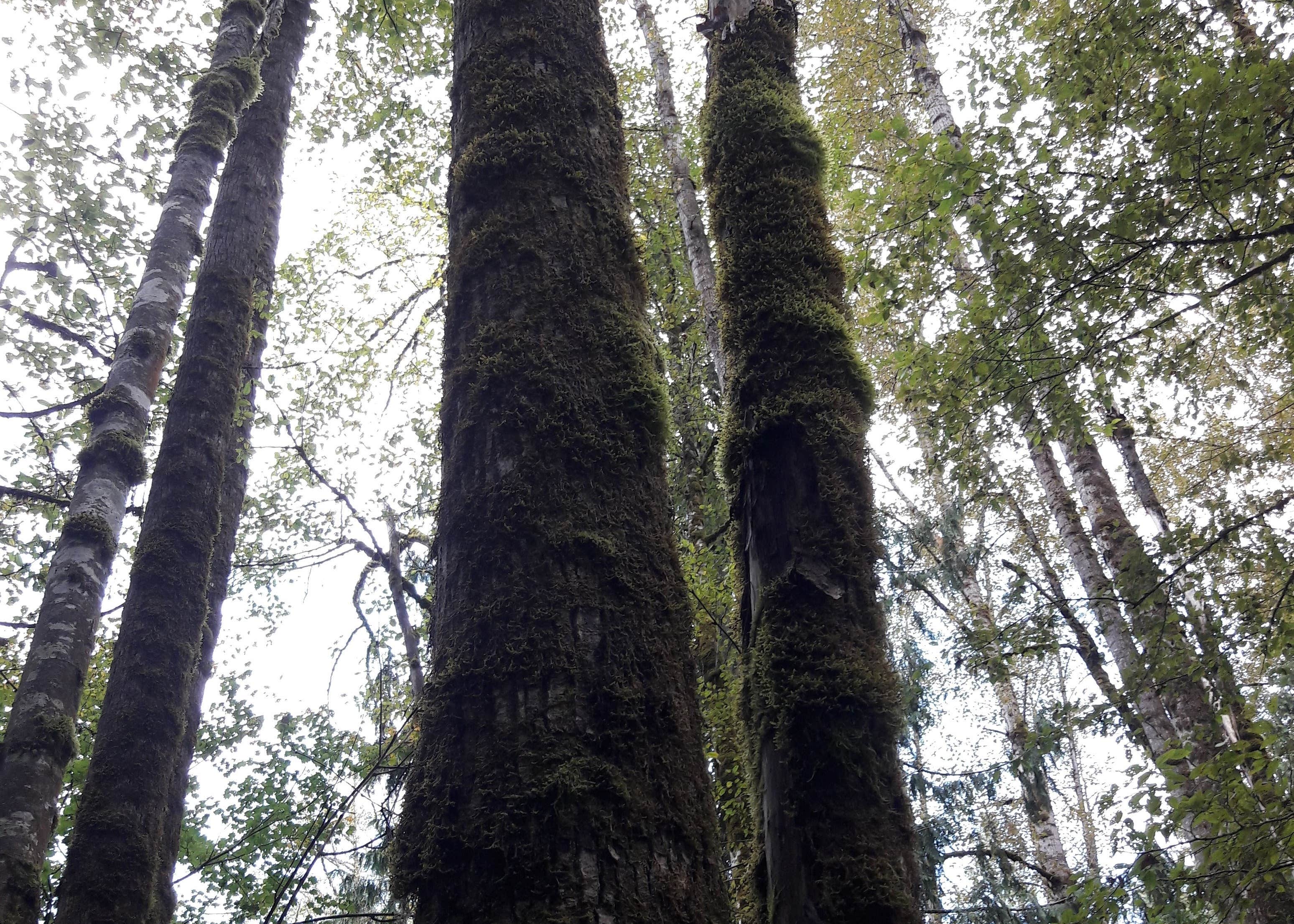 Flowing Lake Park & Campground Camping | The Dyrt