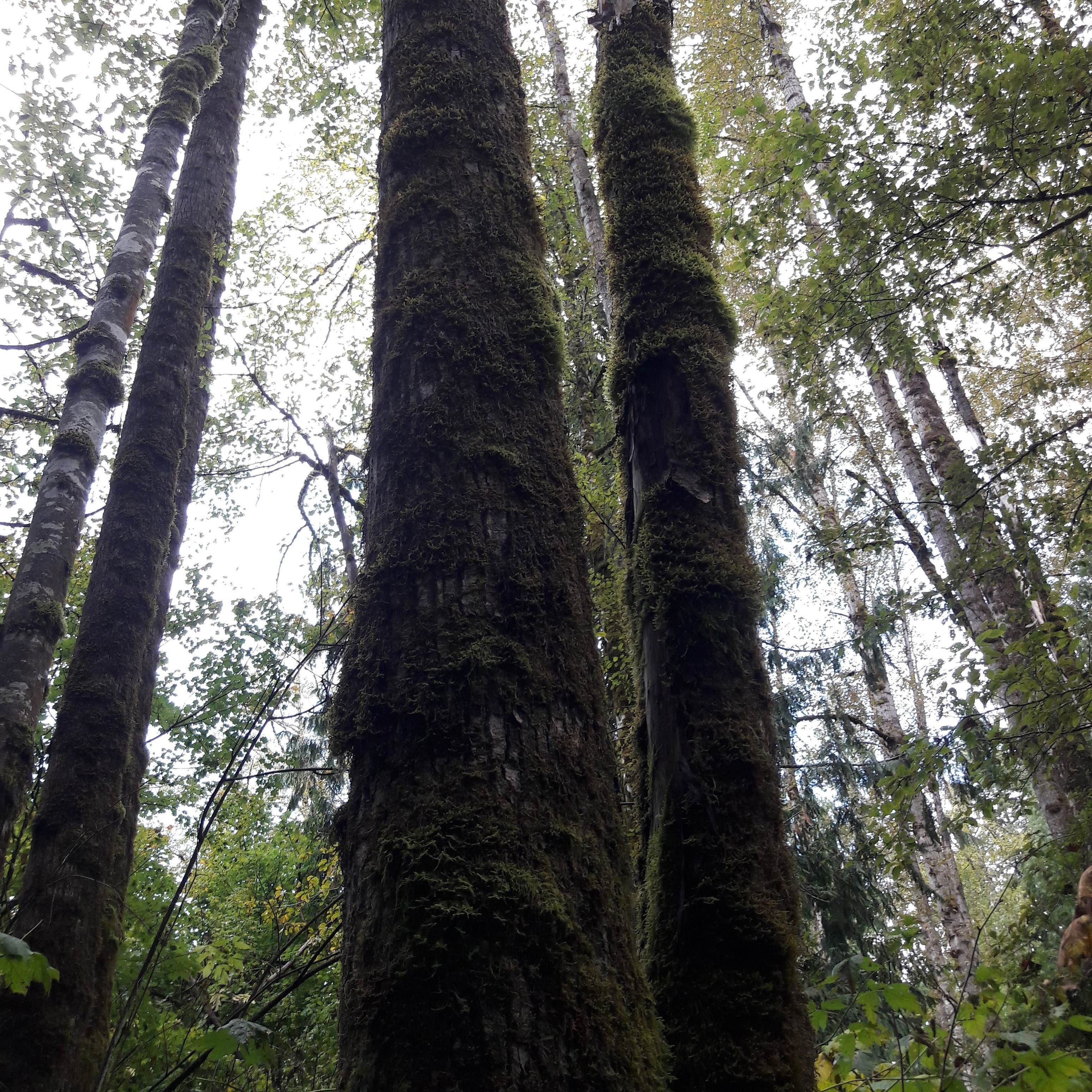 Flowing Lake Park & Campground | Everett, Washington