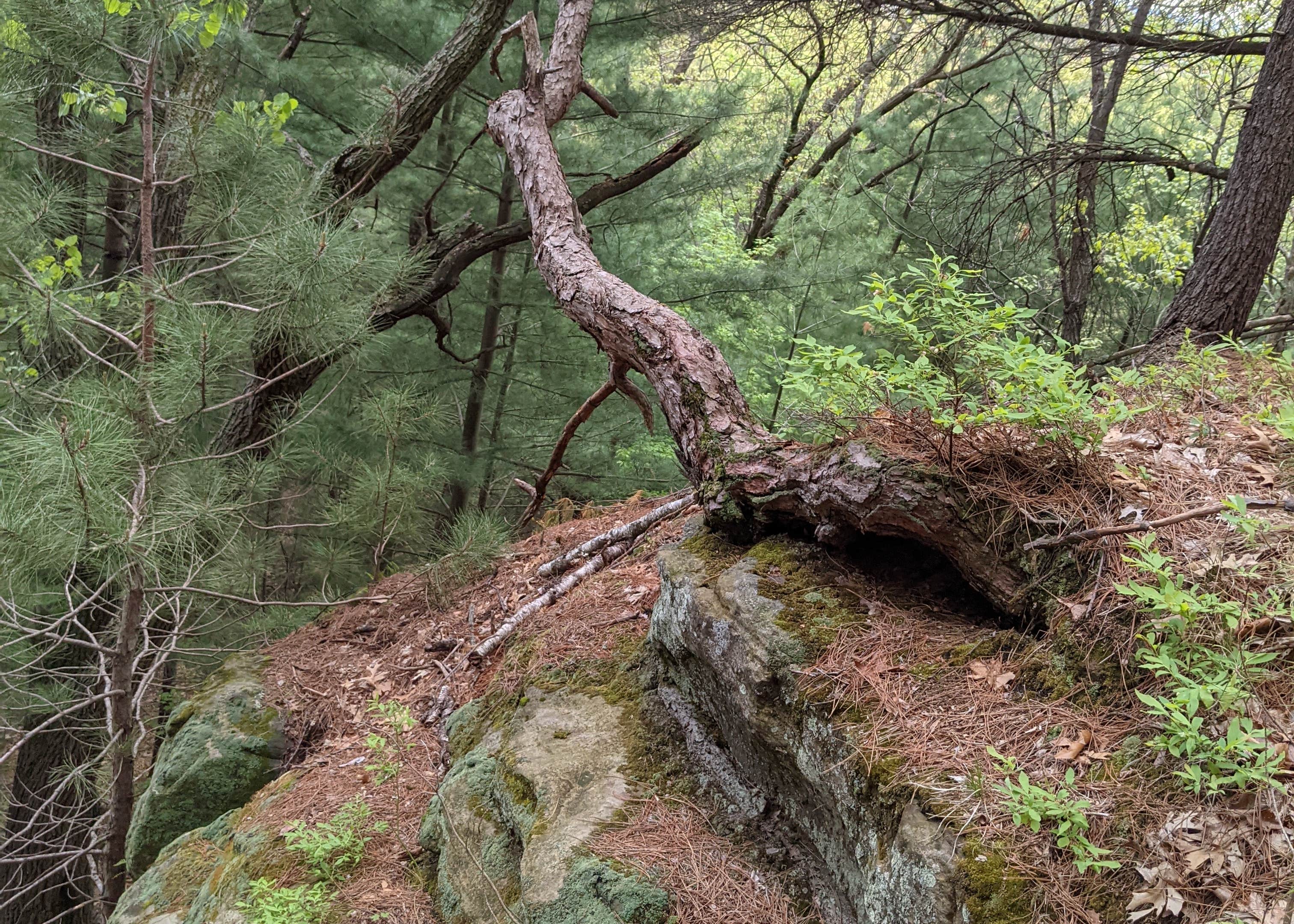 Mill Bluff State Park Camping | The Dyrt