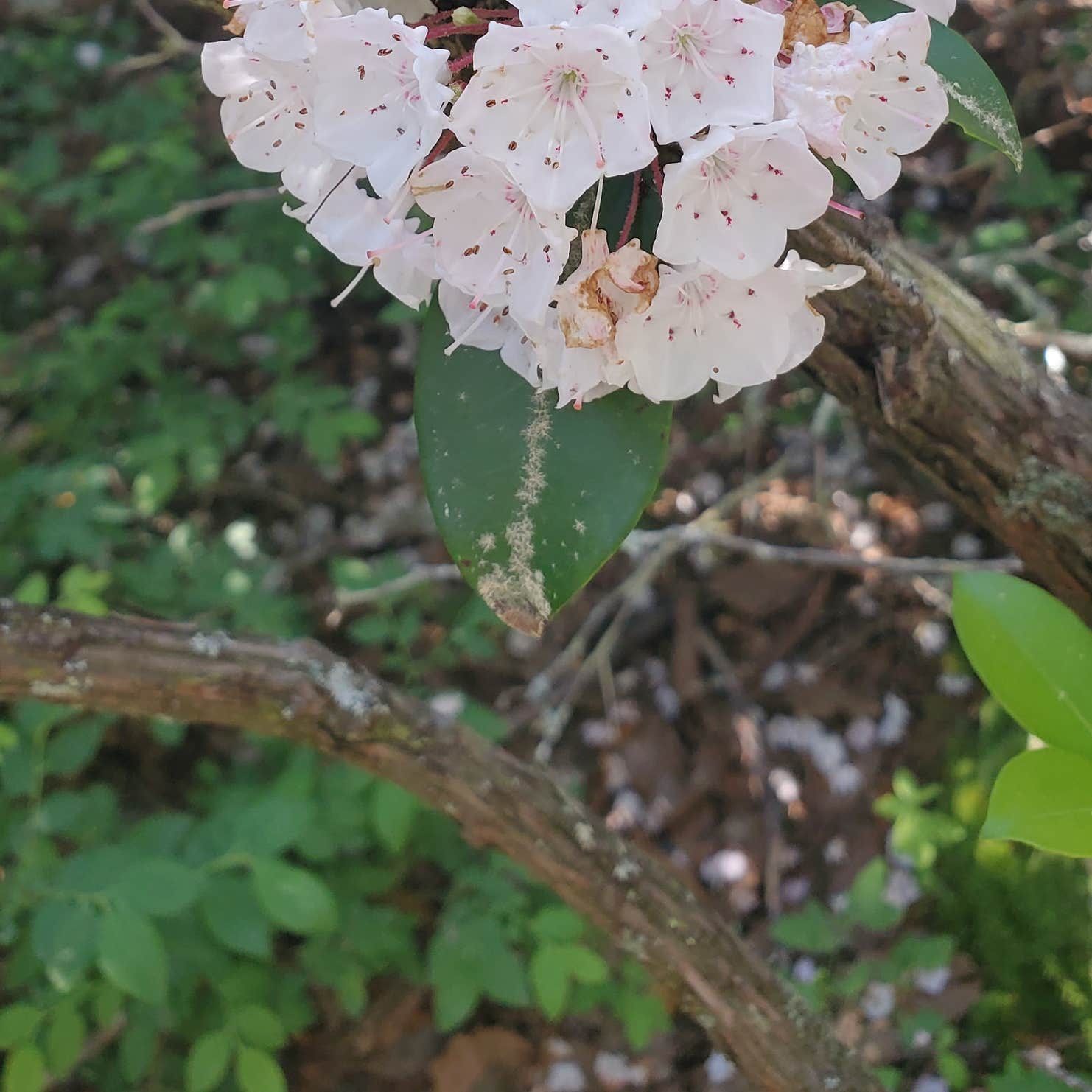 Cheaha Falls Campground | Munford, Alabama