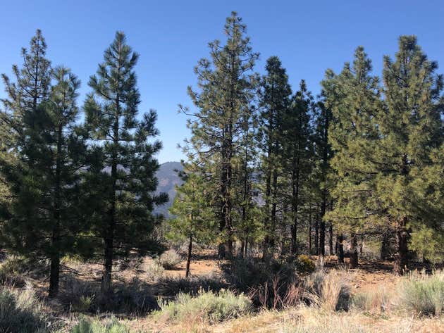 Chuchupate Campground | The Dyrt