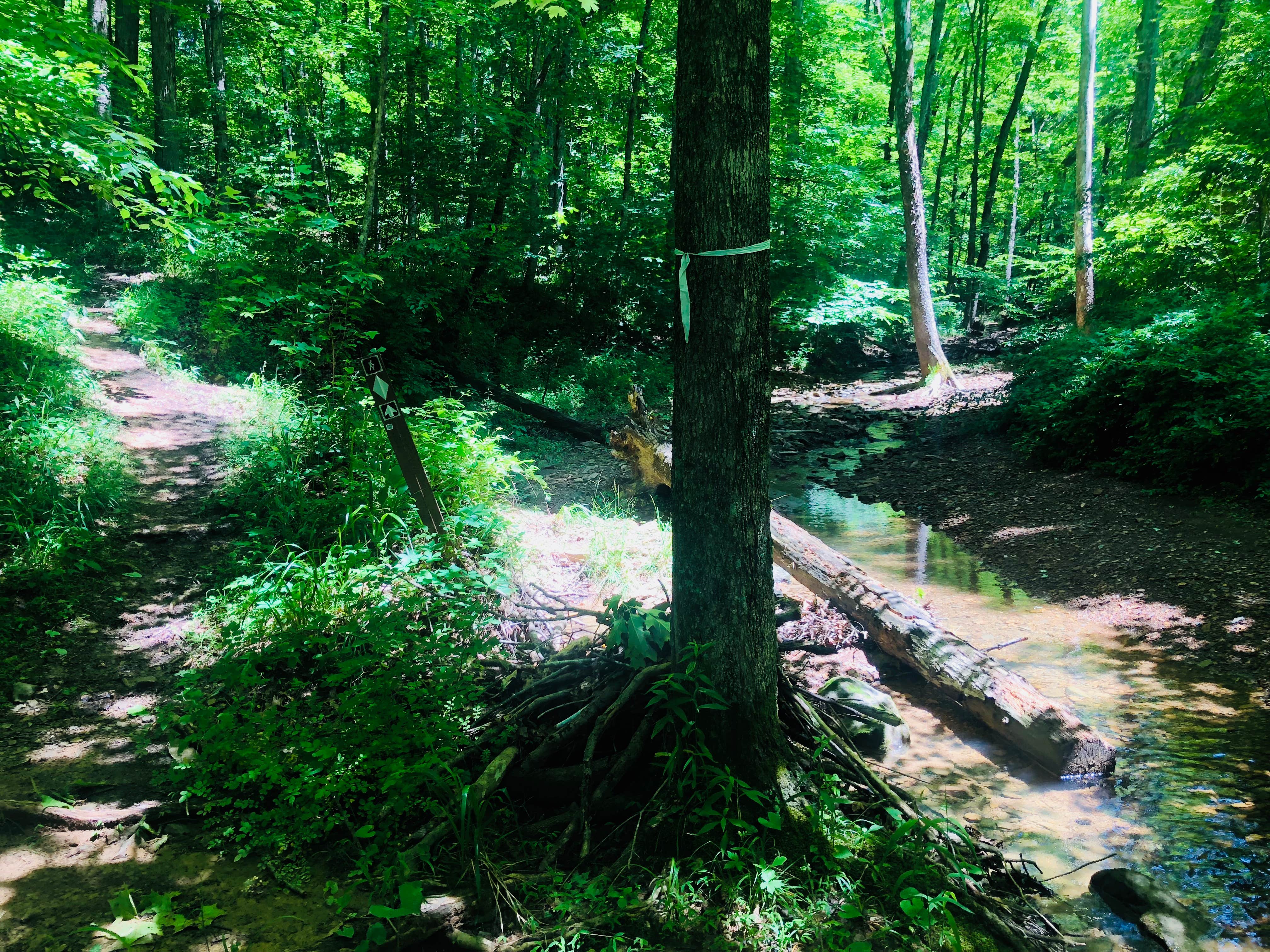 Indian-Celina Recreation Area Camping | Saint Croix, Indiana