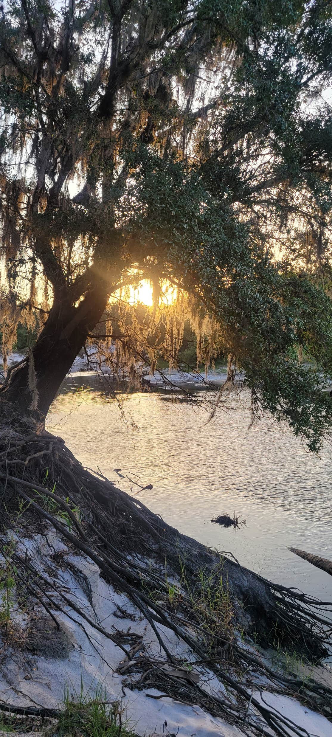 Peace River Campground | The Dyrt