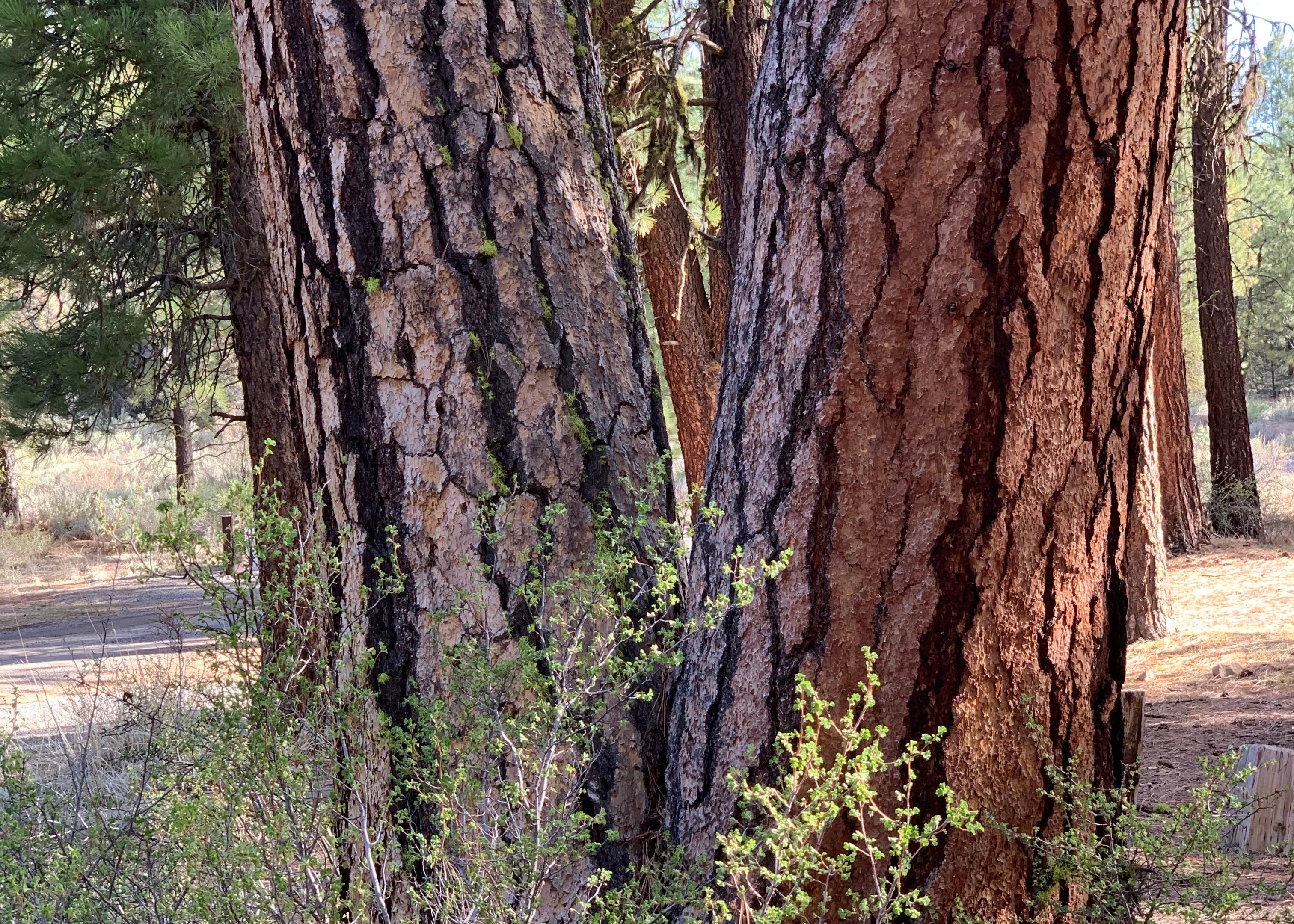 Idlewild Campground - Malheur Camping | The Dyrt