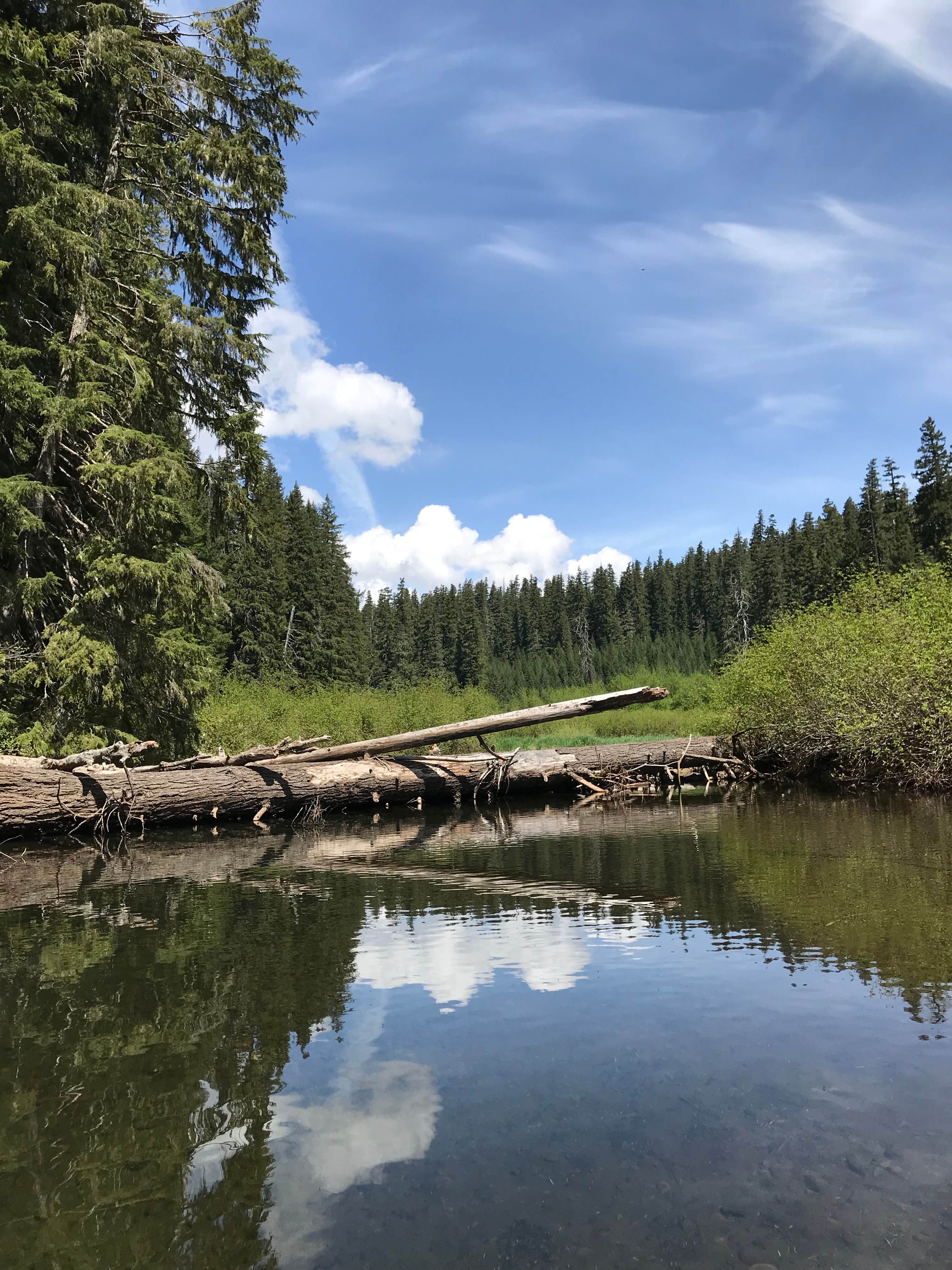 Paradise In Oregon Camping | Mckenzie Bridge, Oregon